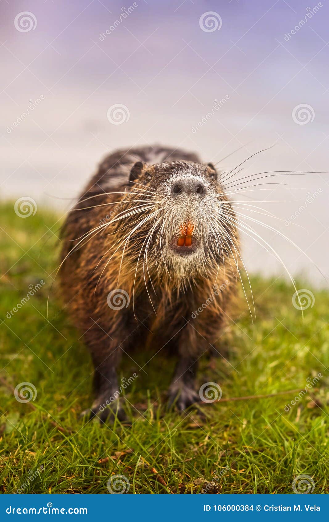 Eurasian Beaver Looking at Camera Stock Photo - Image of beaver ...