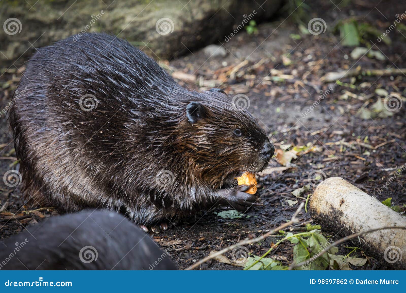 Eurasian Beaver stock photo. Image of eurasian, ontario - 98597862