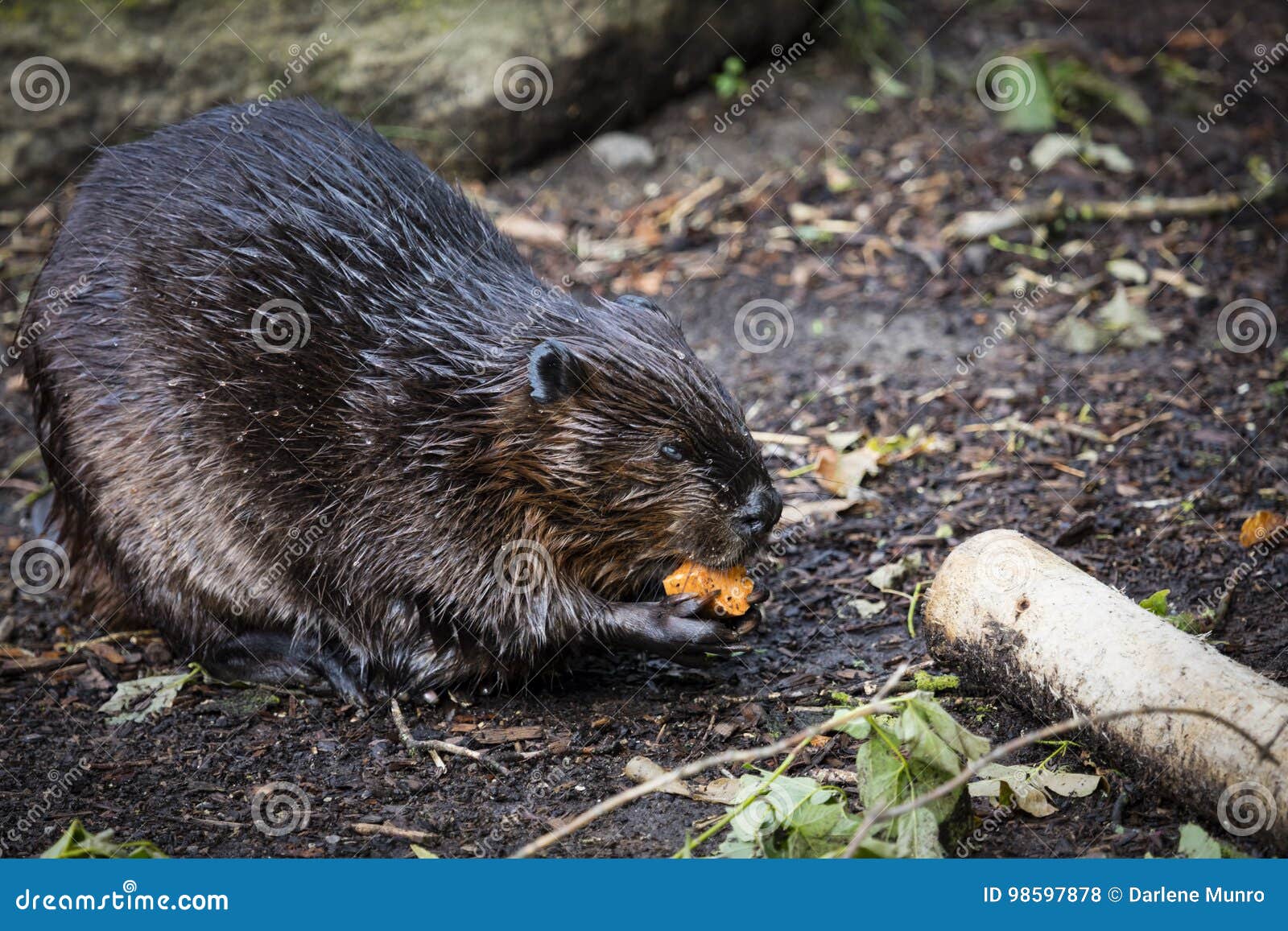 Eurasian Beaver stock photo. Image of water, green, brown - 98597878