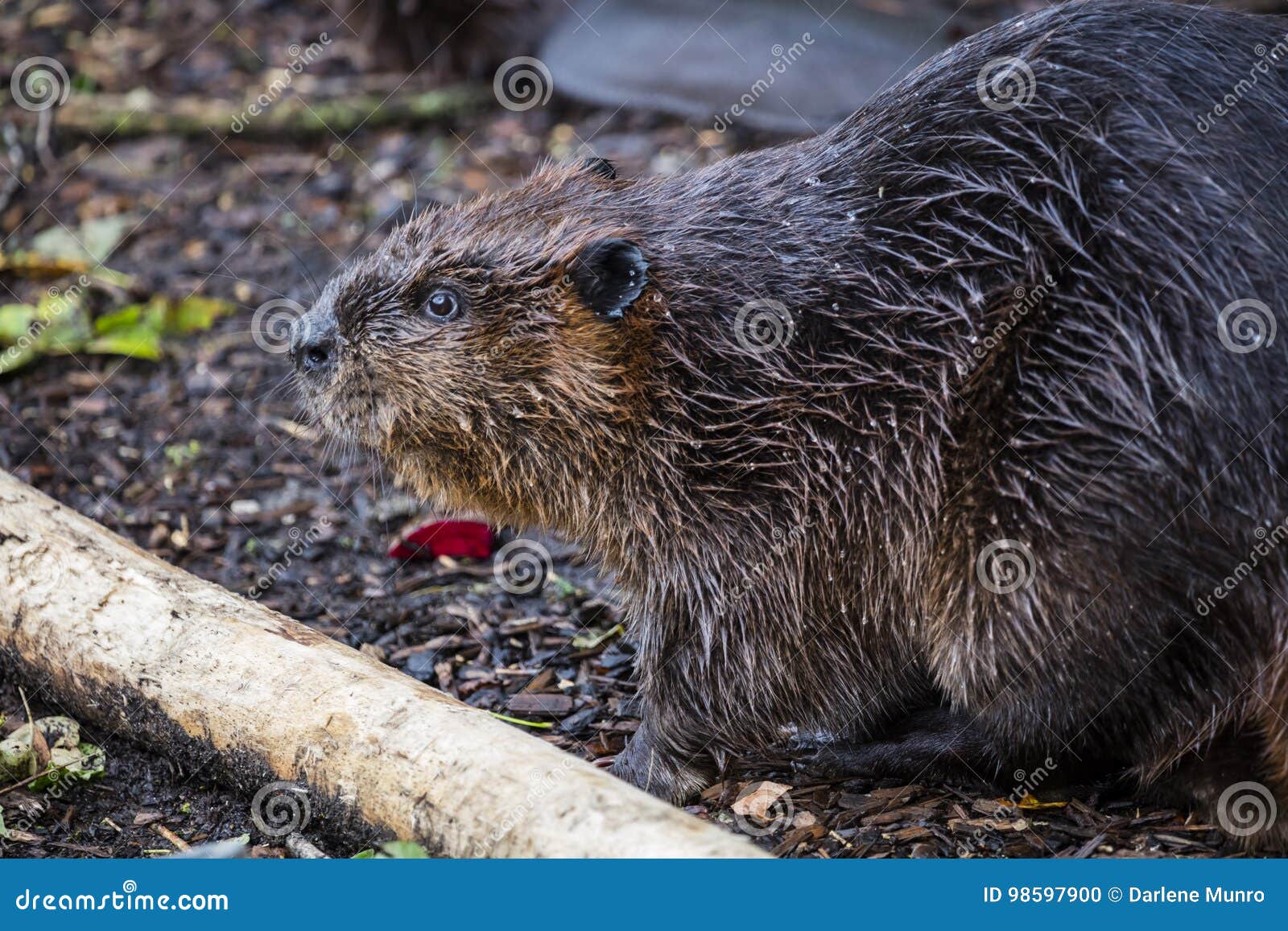 Eurasian Beaver stock photo. Image of brown, national - 98597900