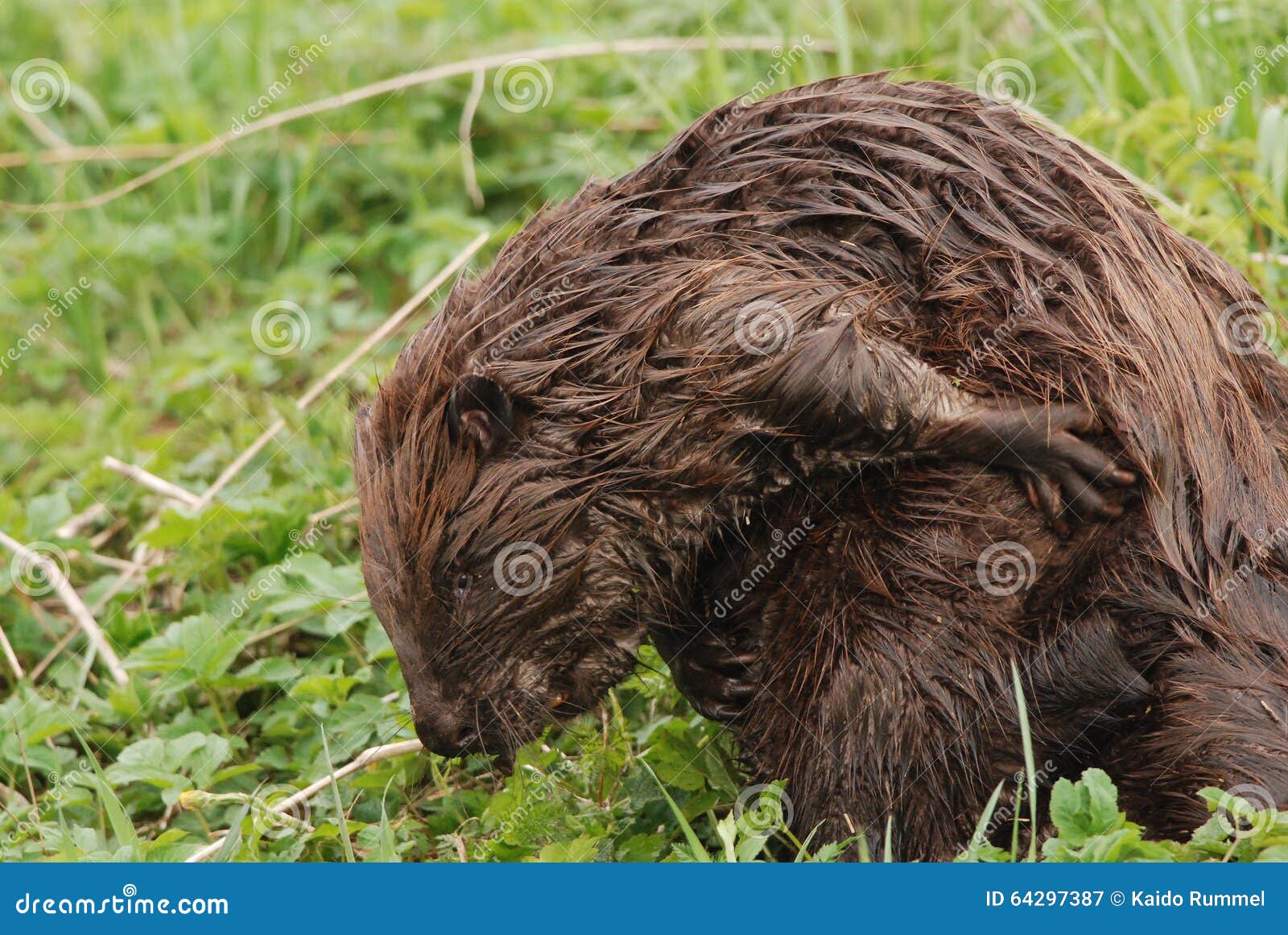 Eurasian beaver stock image. Image of environment, watching - 64297387