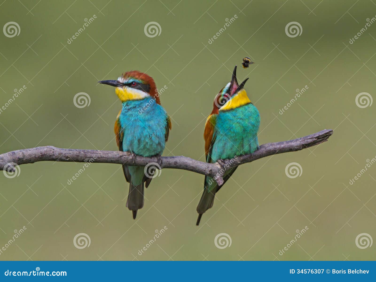 Eurasian Bee-eater stock image. Image of color, colours - 34576307