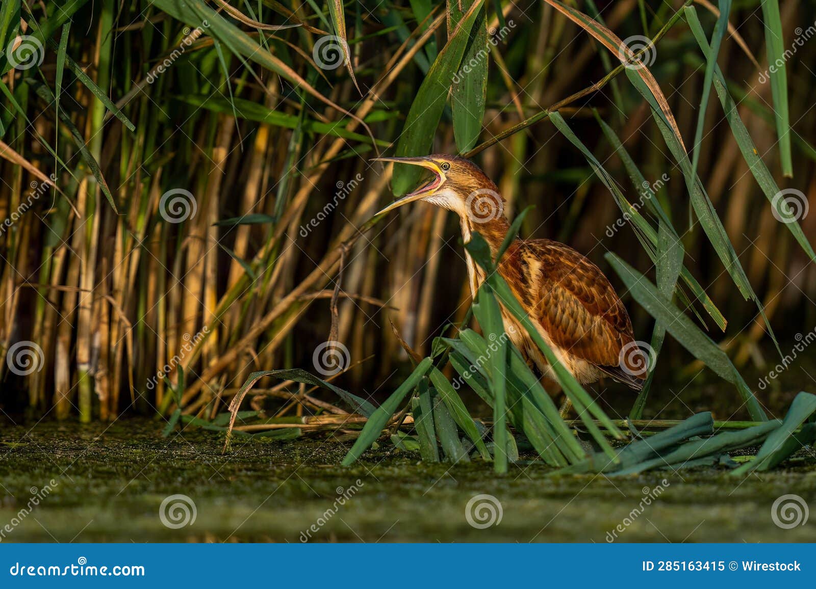 Eurasian Bittern Bird Perched at the Shore of a Pond with Lush Grass ...