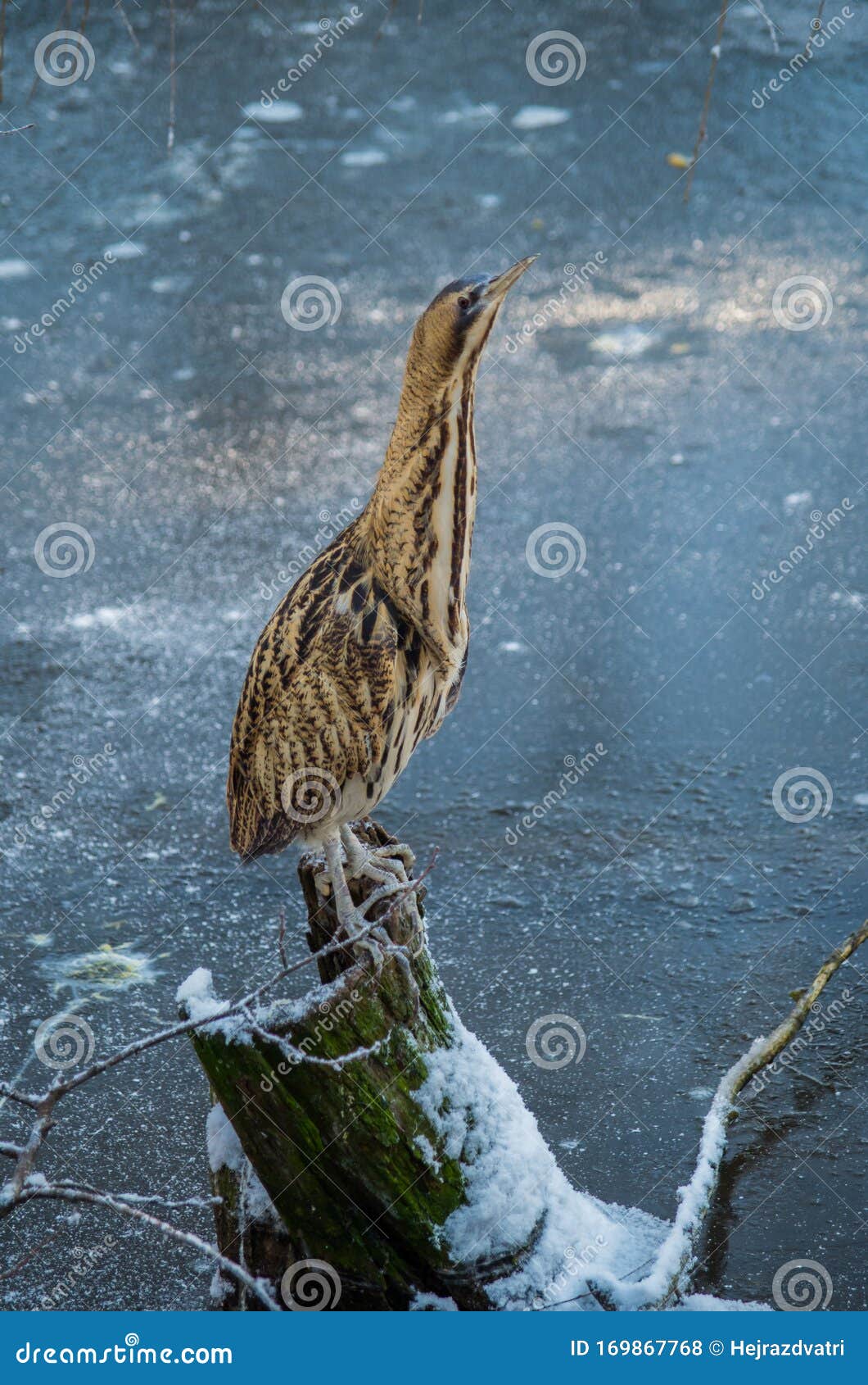 Eurasian Bittern, Botaurus Stellaris Stock Photo - Image of colorful ...