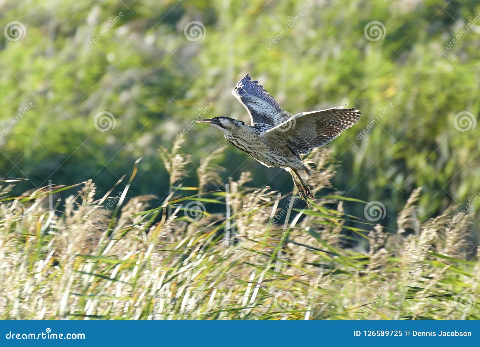 Eurasian Bittern Botaurus Stellaris Stock Image - Image of wild ...
