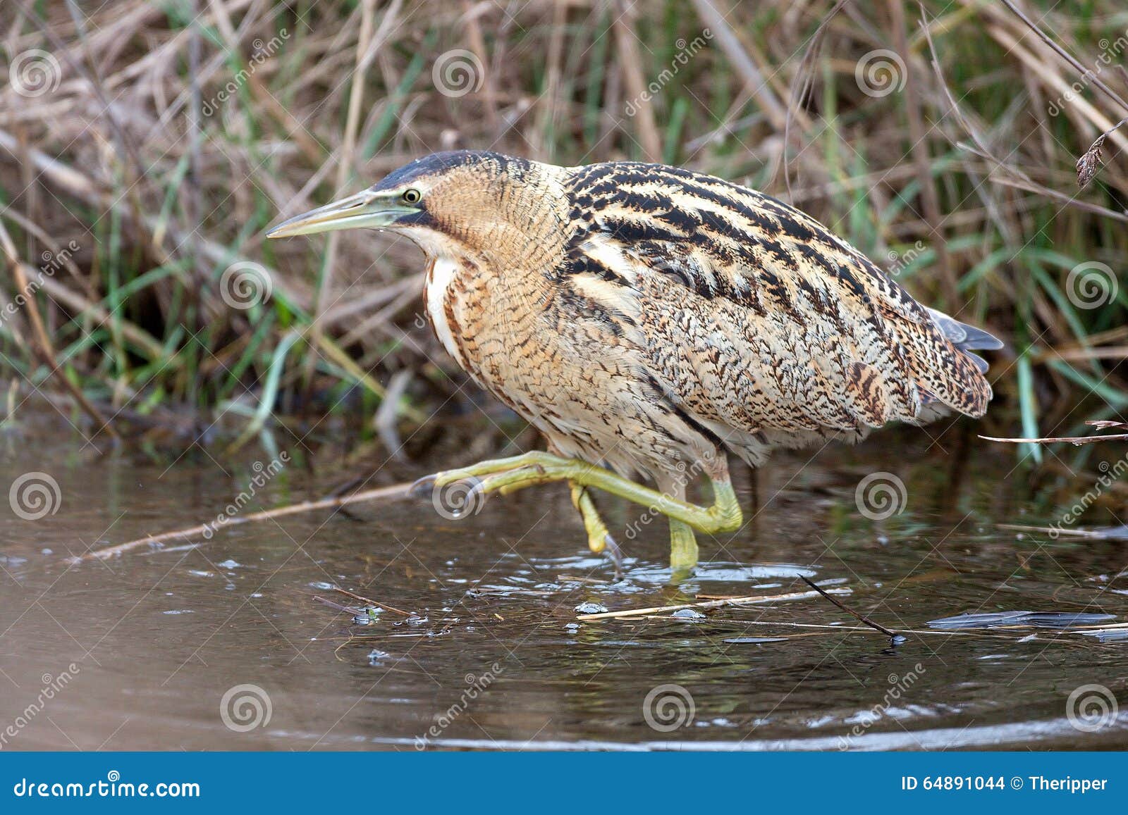 Eurasian Bittern, Botaurus Stellaris Stock Photo - Image of bittern ...