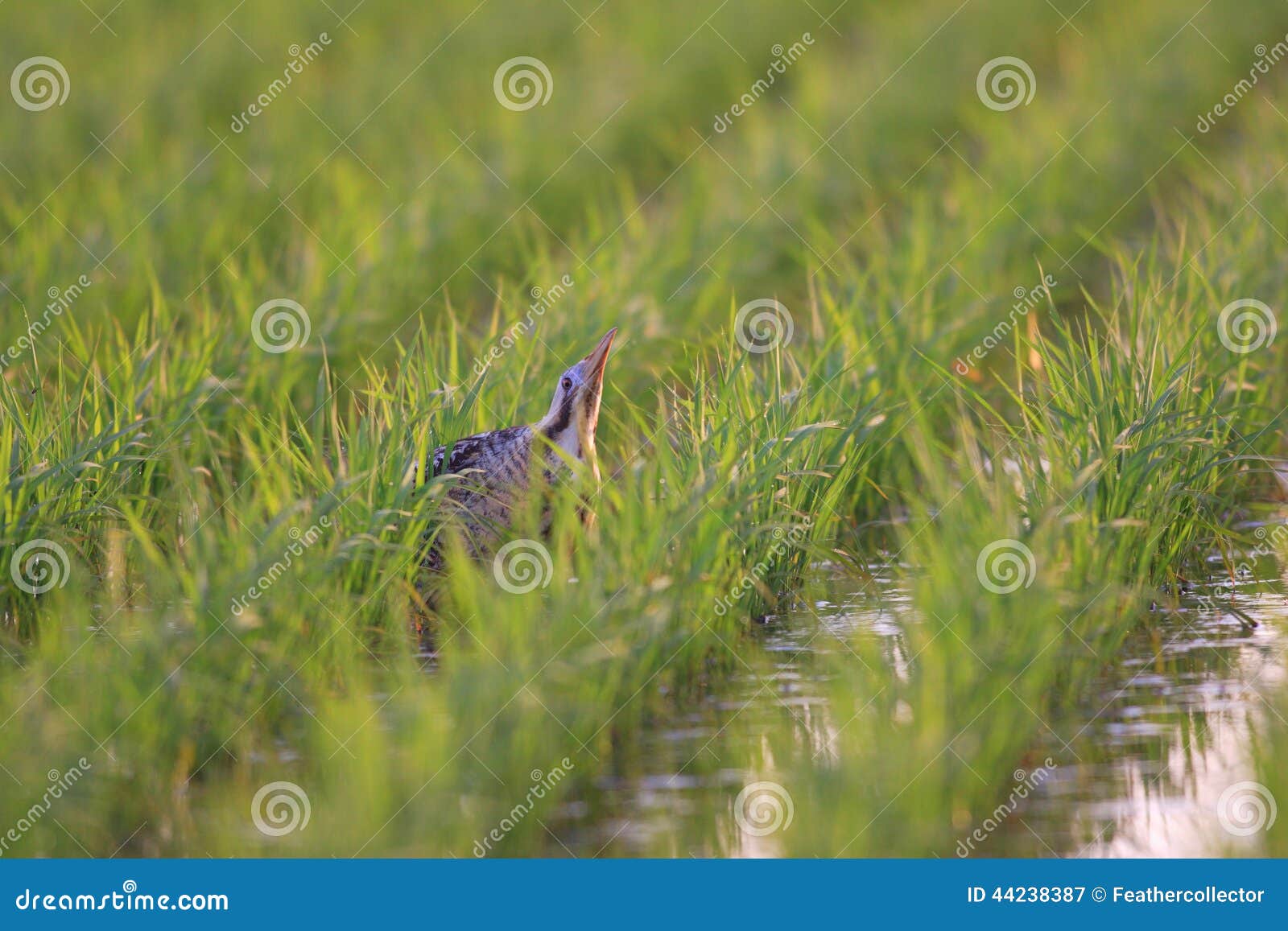 Eurasian Bittern stock image. Image of ardeidae, flight - 44238387