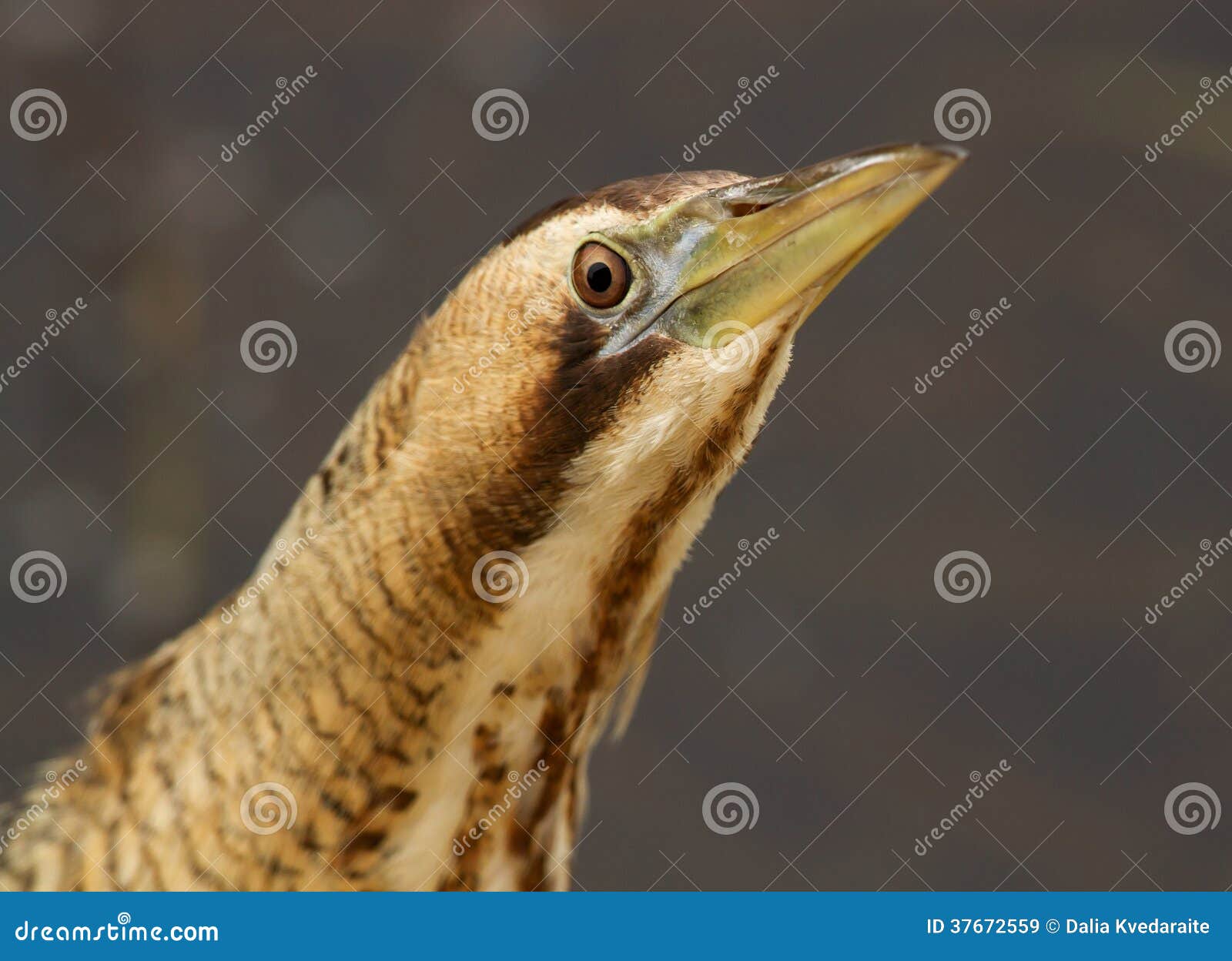 Eurasian Bittern or Great Bittern (Botaurus Stellaris) Stock Image ...