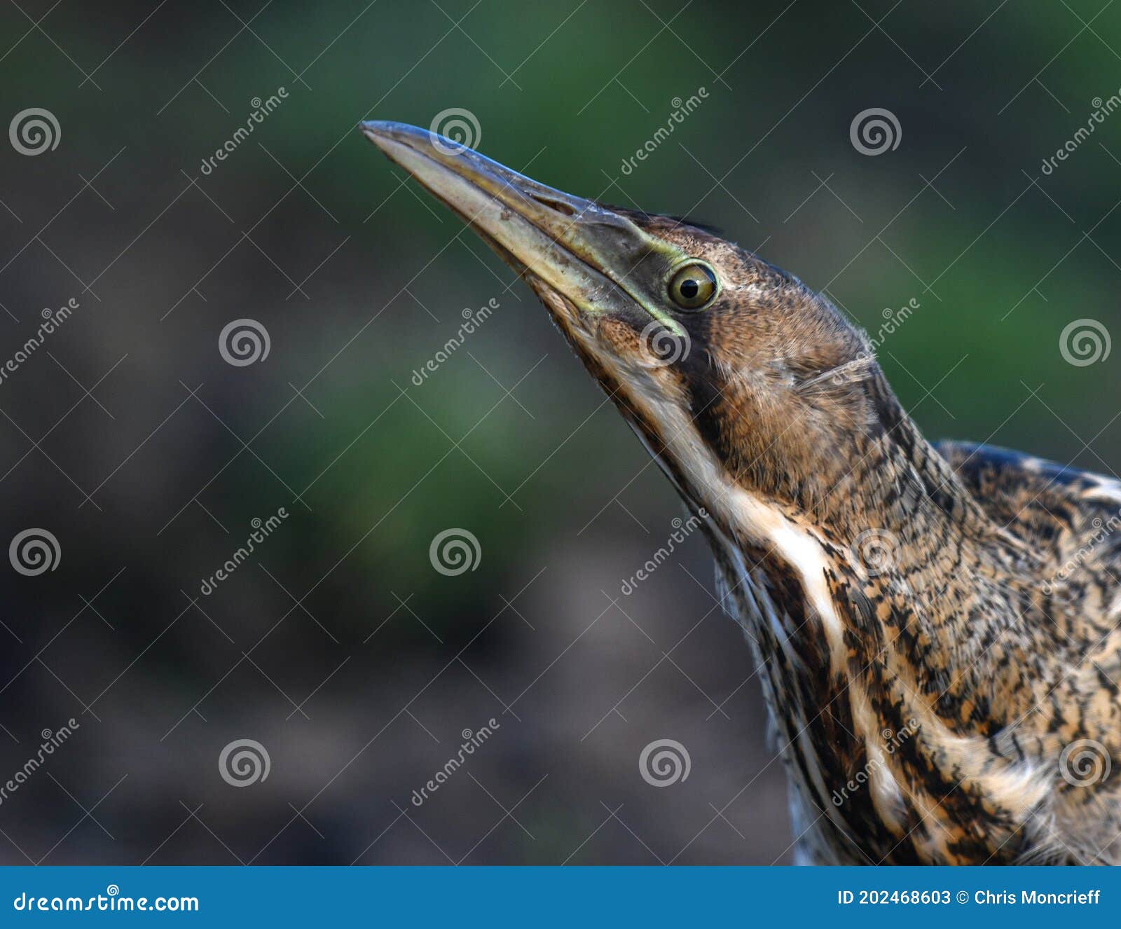 The Eurasian Bittern or Great Bittern Botaurus Stellaris Stock Image ...
