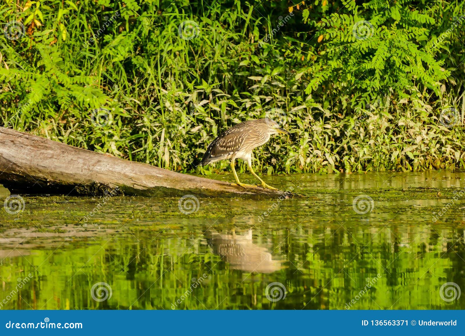 Eurasian Bittern Great Bittern Stock Image - Image of great ...