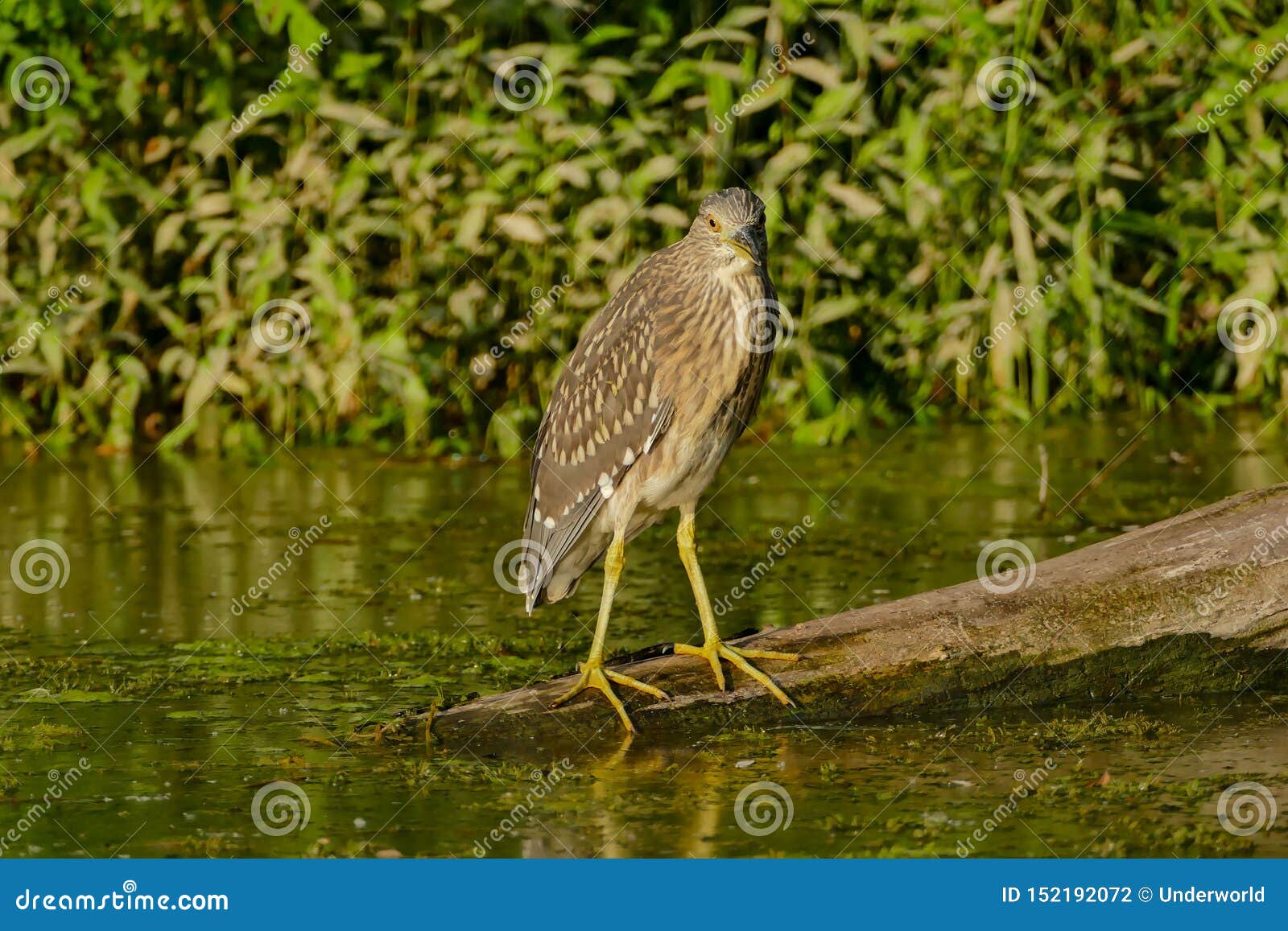 Eurasian Bittern Great Bittern Stock Photo - Image of nature, bird ...