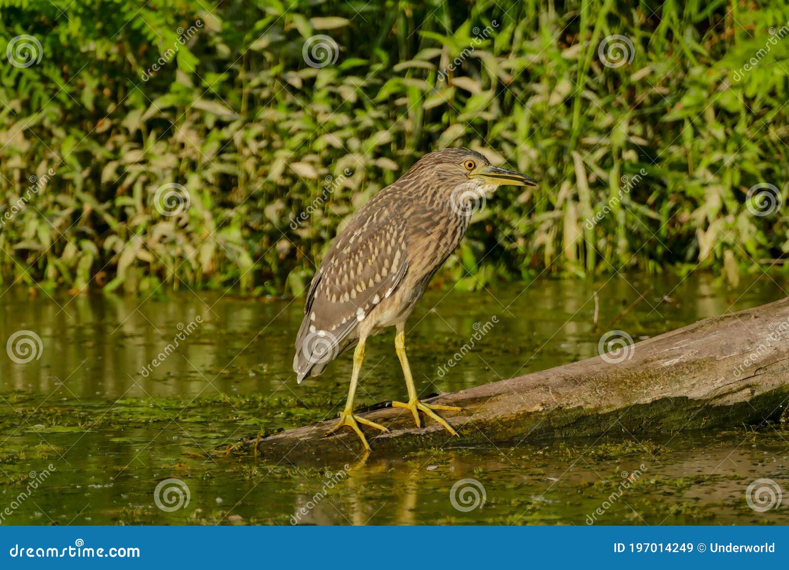 Eurasian Bittern Great Bittern Stock Image - Image of male, botaurus ...