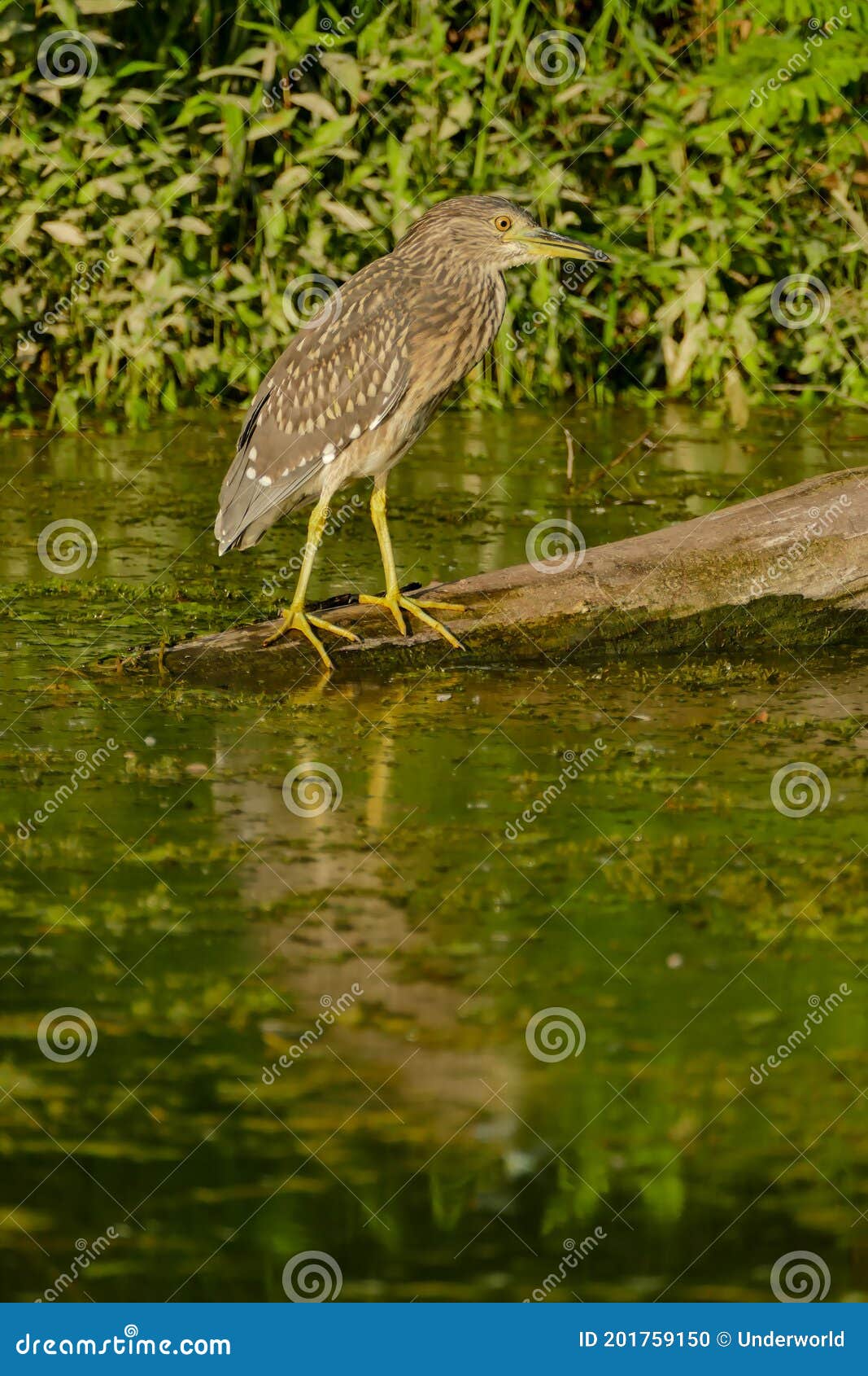 Eurasian Bittern Great Bittern Stock Photo - Image of bird, bittern ...