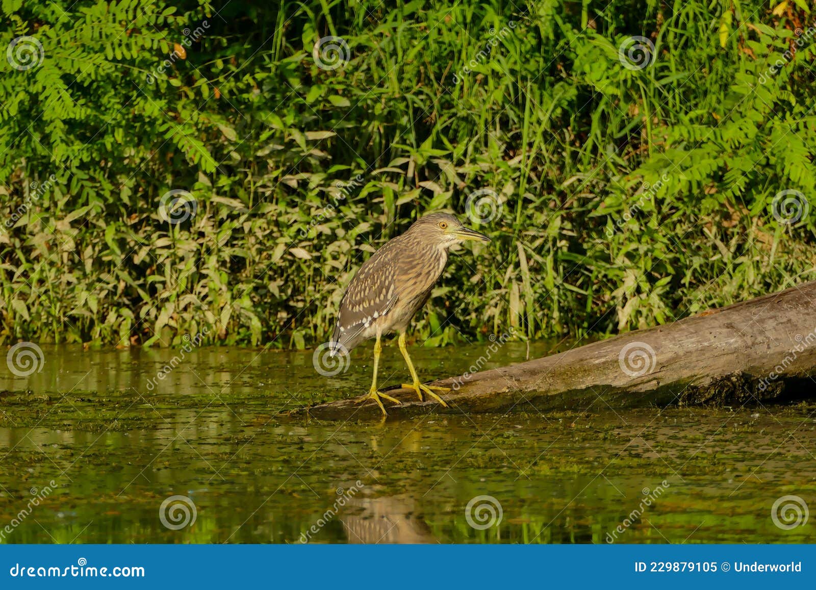 Eurasian Bittern Great Bittern Stock Image - Image of natural ...