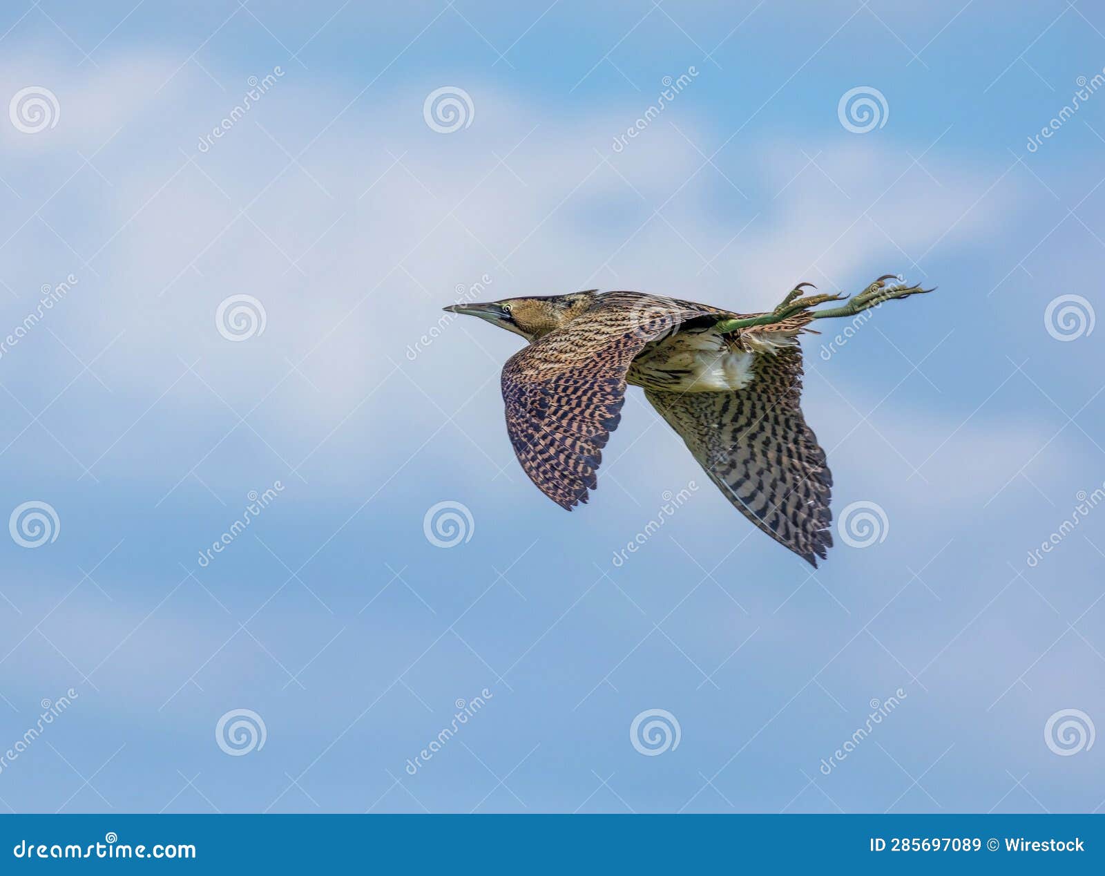 Eurasian Bittern Soaring through the Sky. Botaurus Stellaris Stock ...