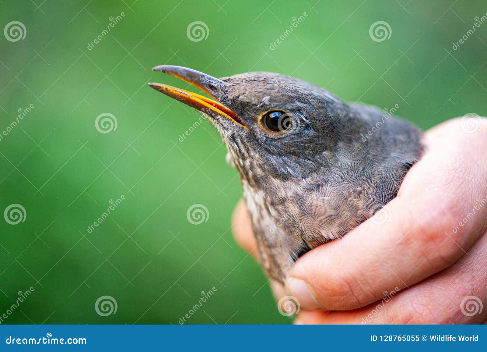 Eurasian Blackbird Turdus Merula. Bird in the Hands of Man Stock Image ...