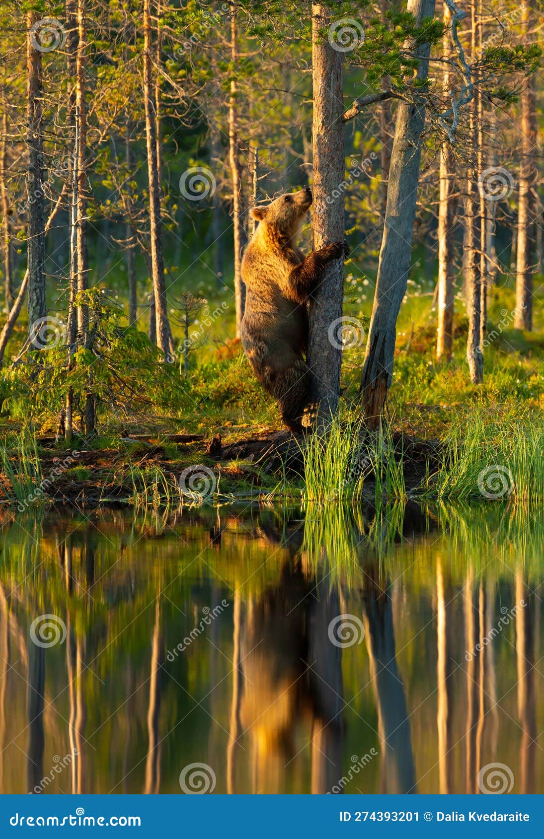 Eurasian Brown Bear Climbing a Tree by a Pond in Forest Stock Image ...