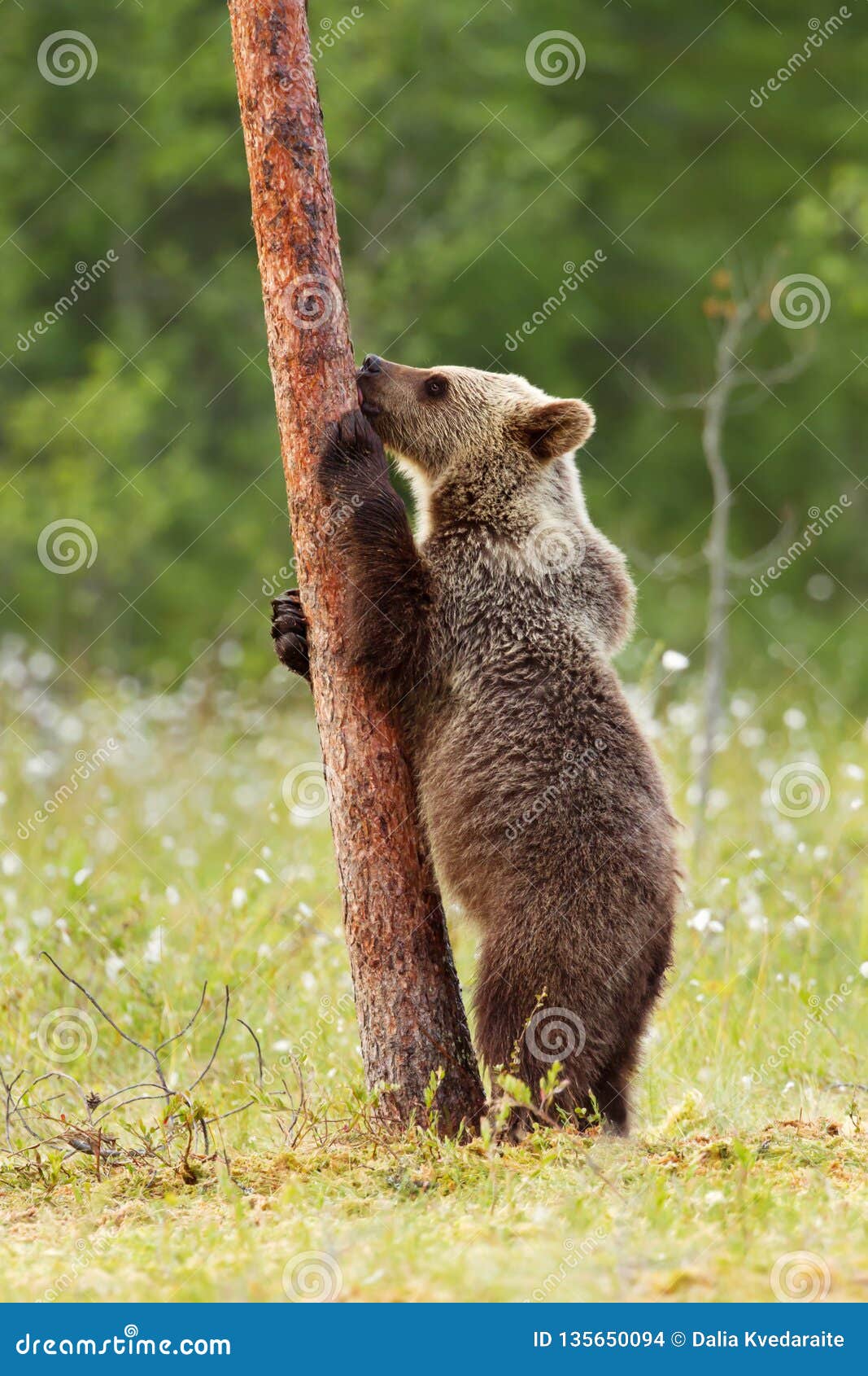 Eurasian Brown Bear Standing by a Tree Stock Photo - Image of boreal ...