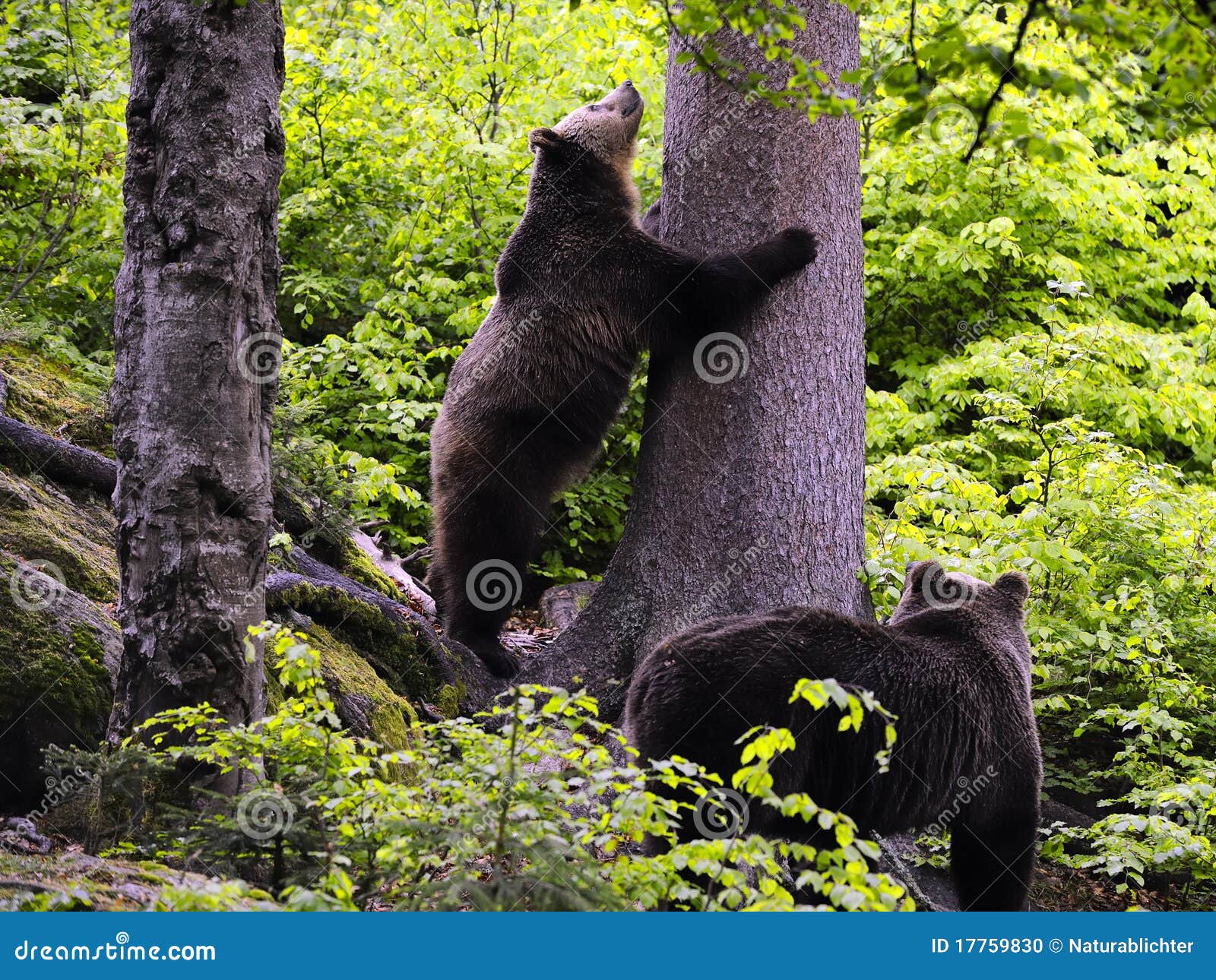 Eurasian Brown Bears in Forest Stock Photo - Image of wood, climbing ...