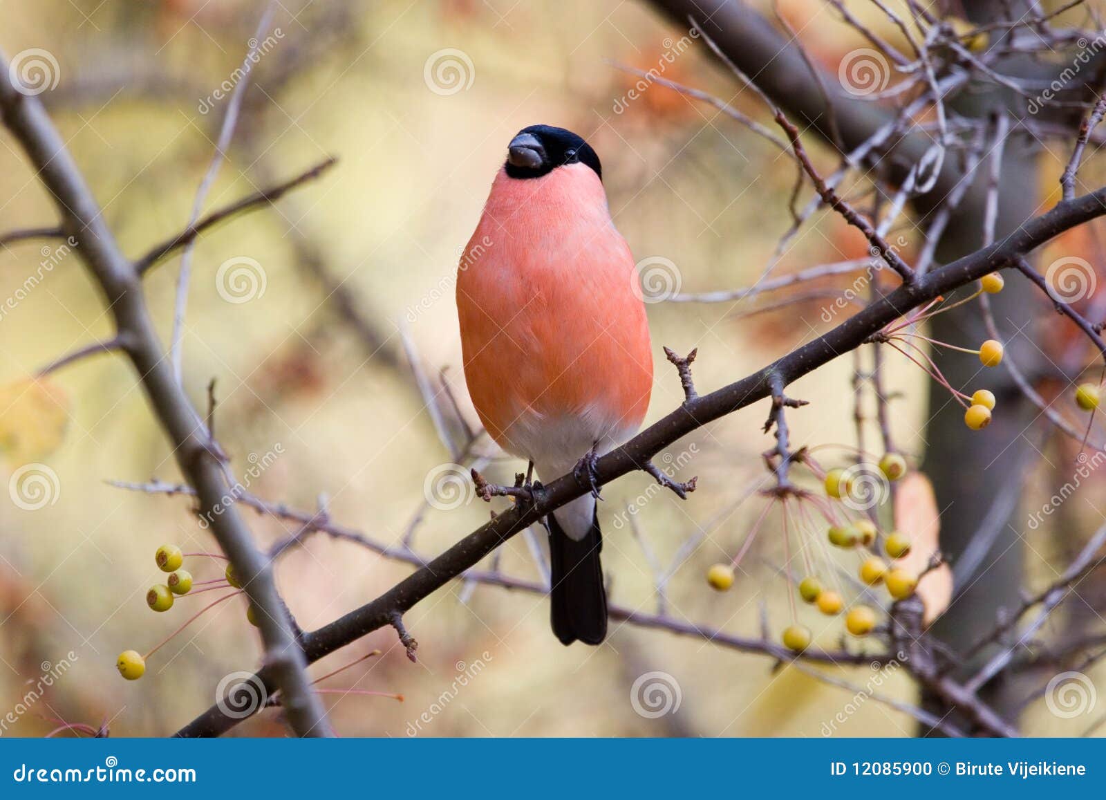 Eurasian Bullfinch stock photo. Image of leaf, wildlife - 12085900
