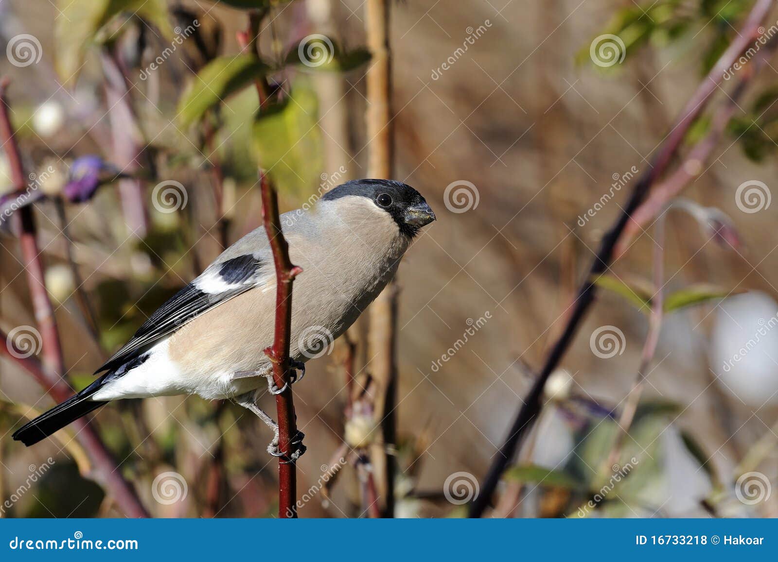 Eurasian Bullfinch, Pyrrhula Pyrrhula Stock Photo - Image of portrait ...