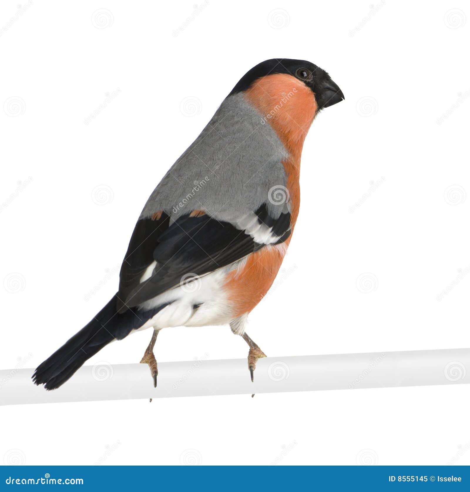 Bullfinch, Pyrrhula Pyrrhula, Sitting On Yellow Lichen Branch, Sumava ...