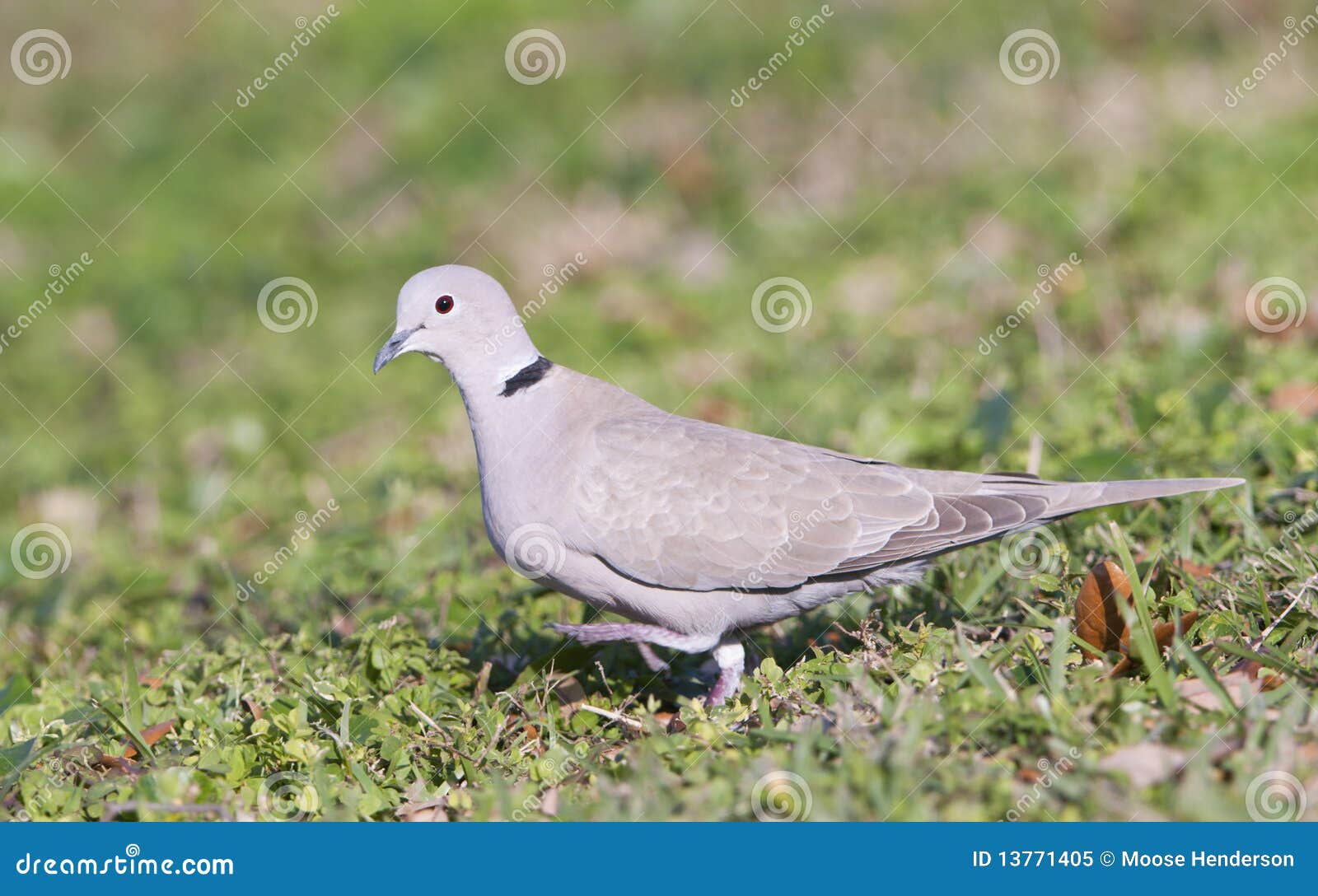 Eurasian Collared Dove stock image. Image of bird, birds - 13771405