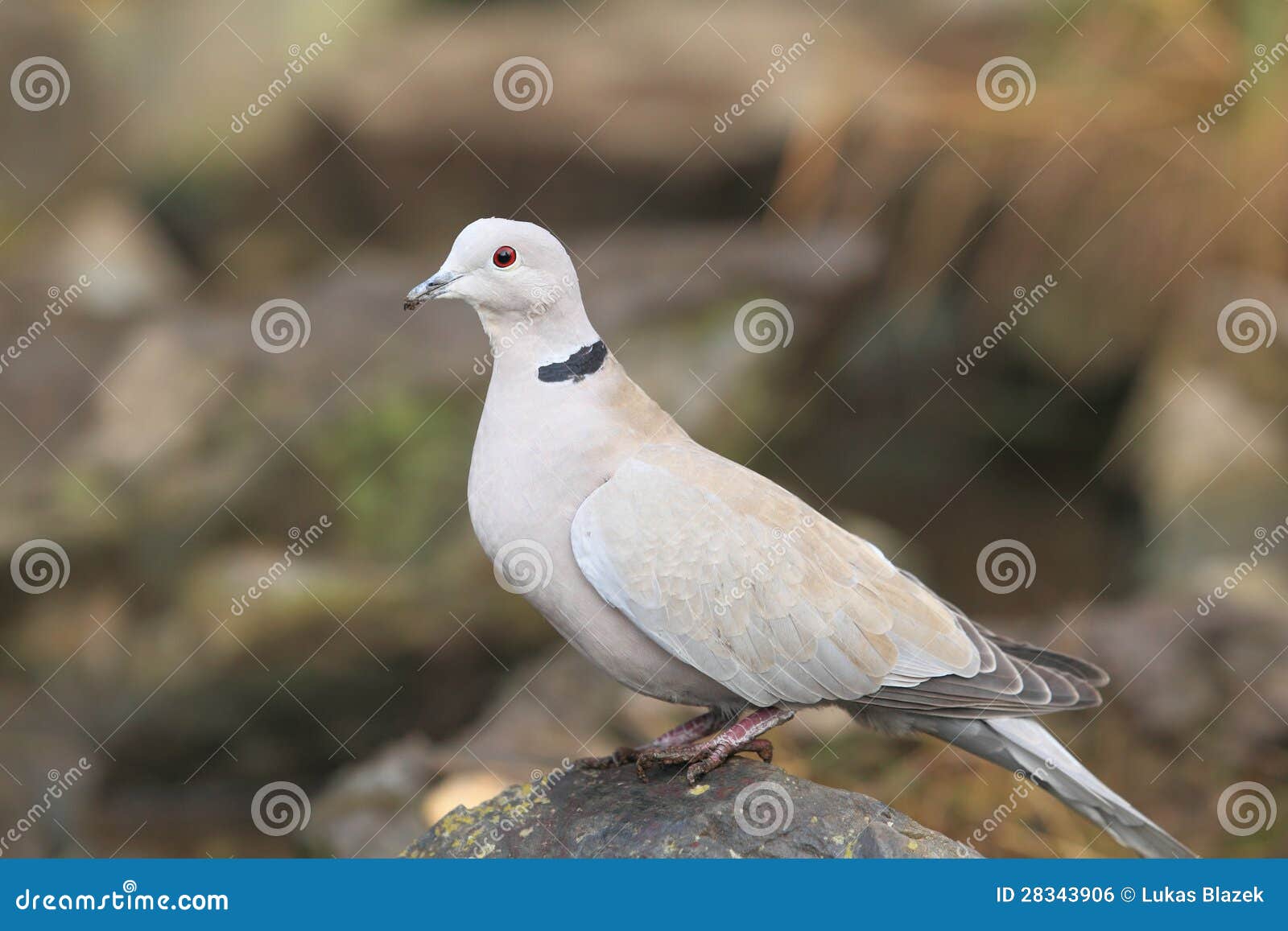 Collared Dove Horizontal On House Roof Stock Photography ...