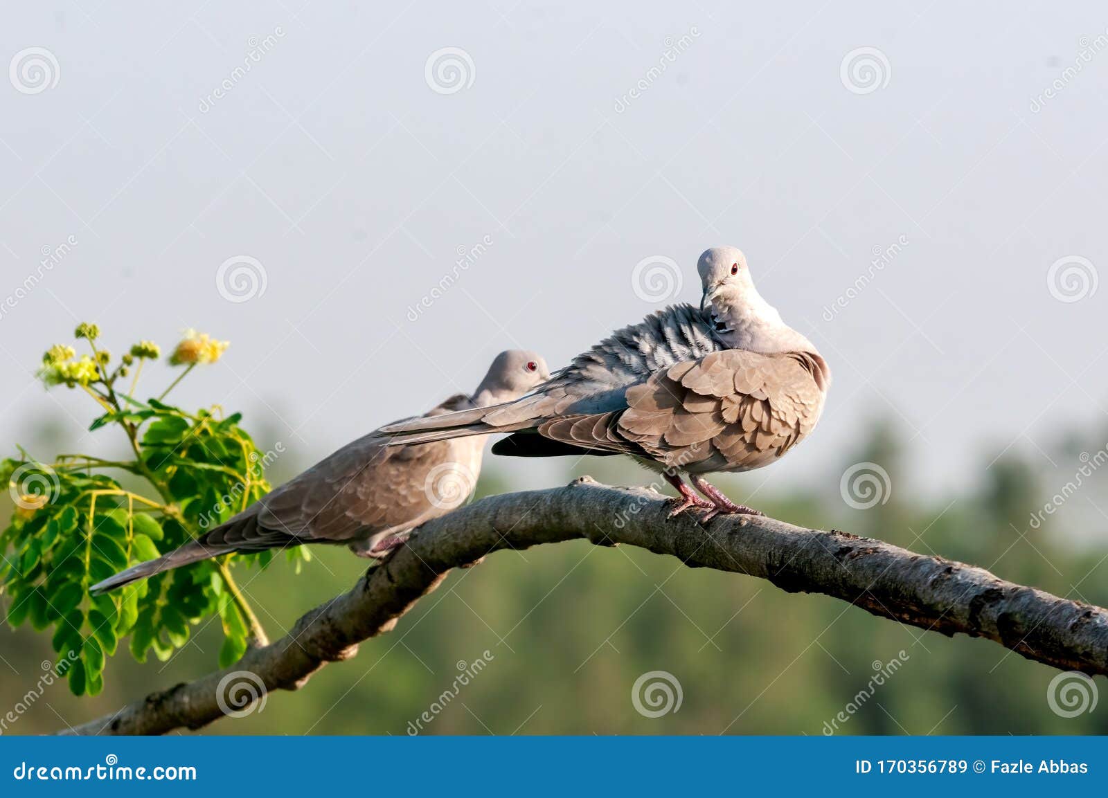 Eurasian collared dove stock image. Image of wild, couple - 170356789