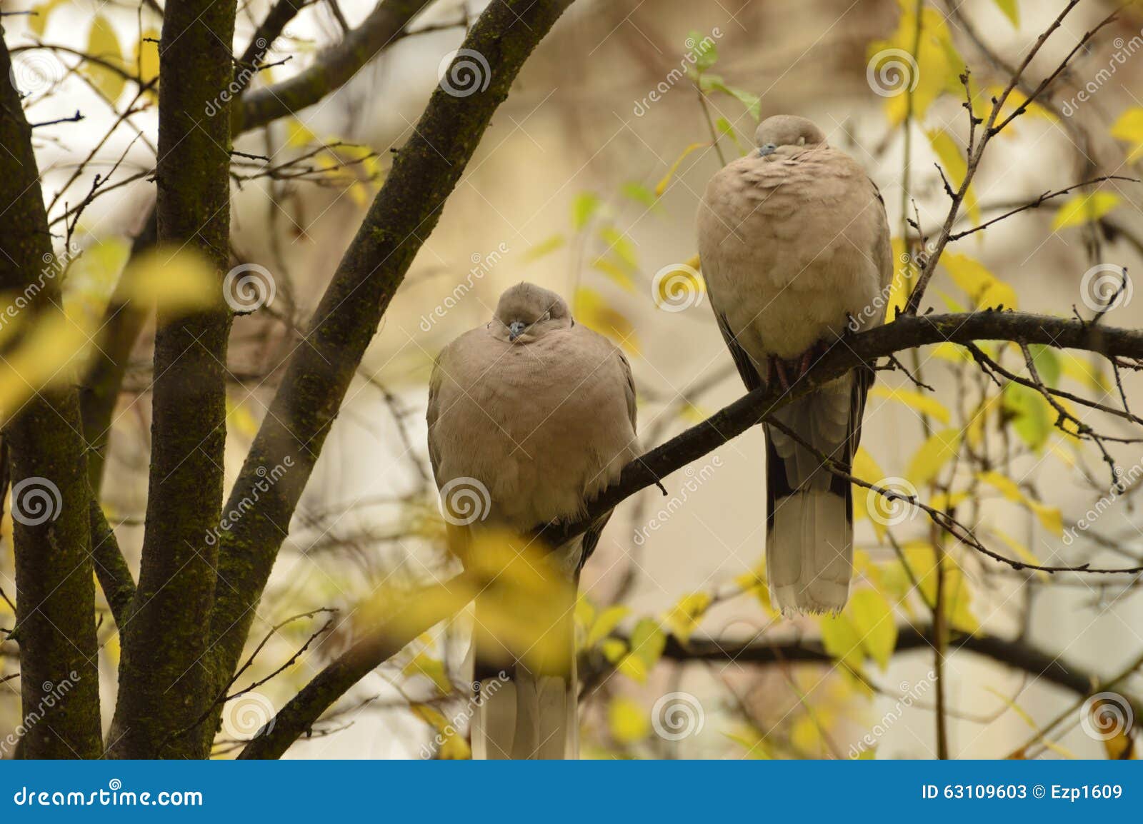 Eurasian collared dove stock image. Image of plumage - 63109603