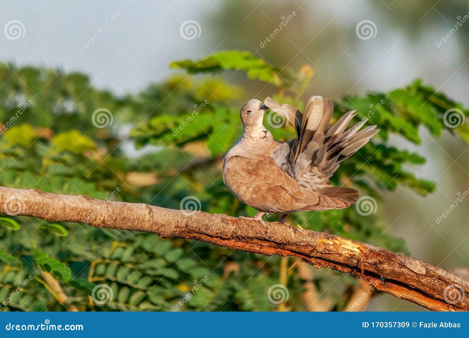 Eurasian collared dove stock image. Image of preen, animal - 170357309