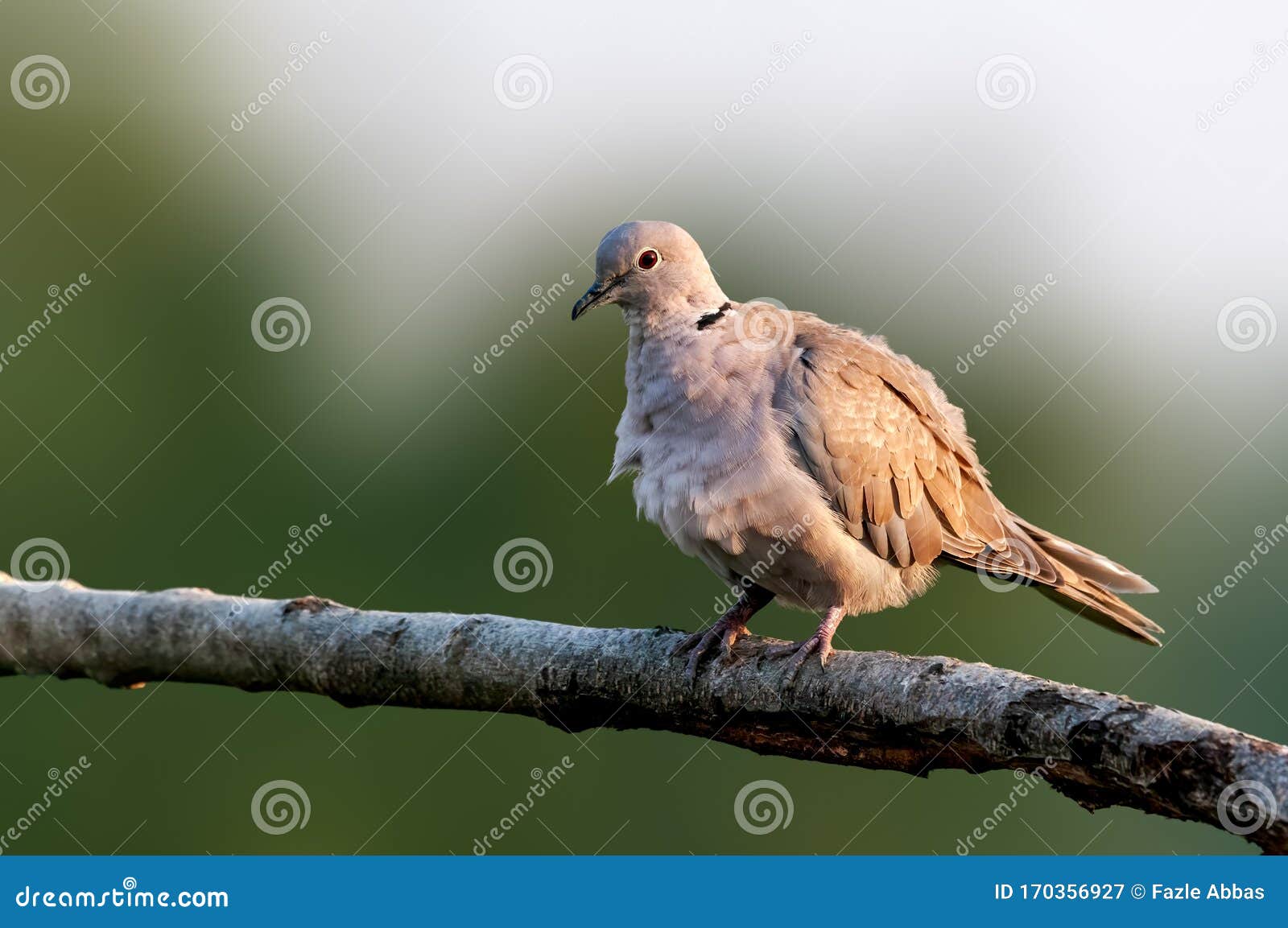 Eurasian collared dove stock image. Image of dove, feathers - 170356927