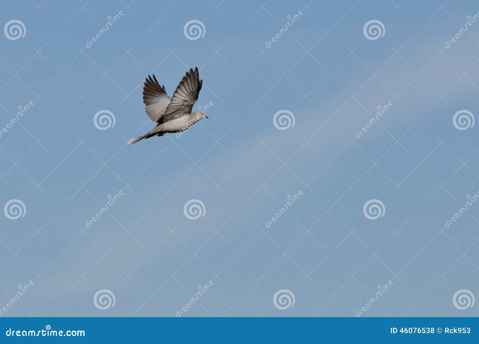 Eurasian Collared-Dove Flying in a Blue Sky Stock Photo - Image of dove ...