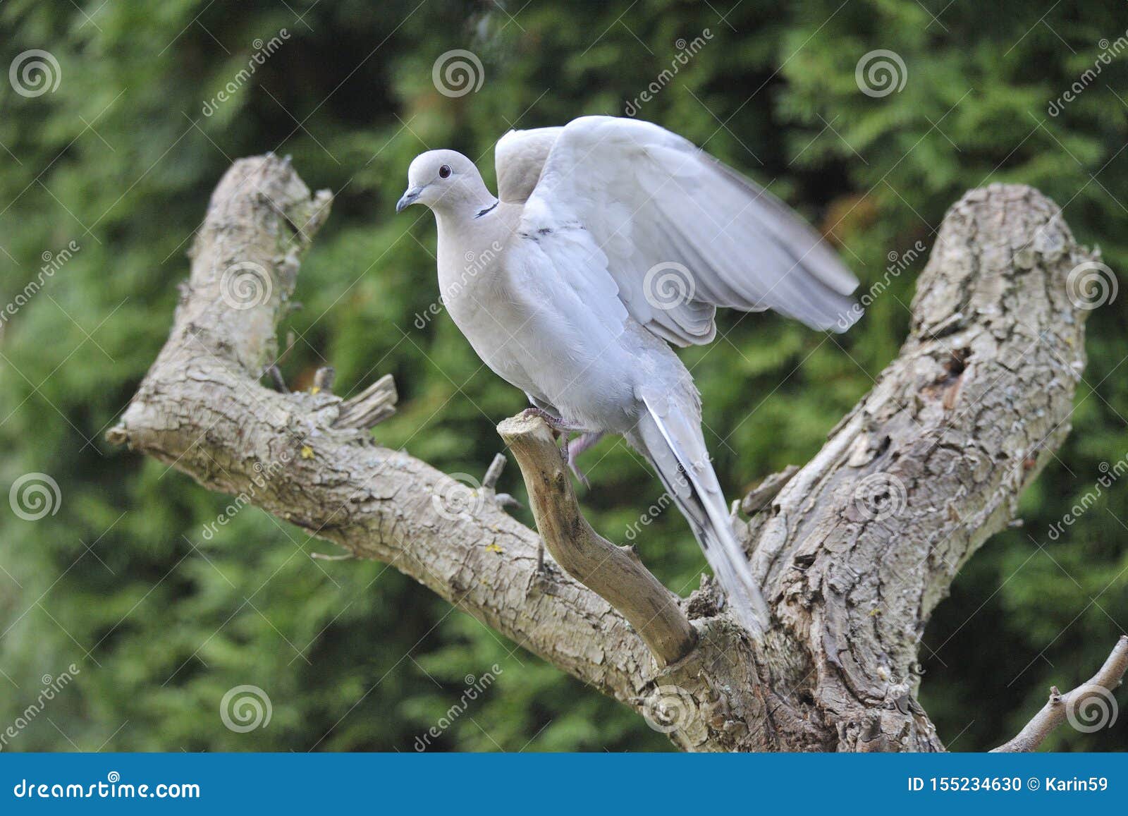 Eurasian Collared Dove Inspring on a Tree. Stock Photo - Image of ...