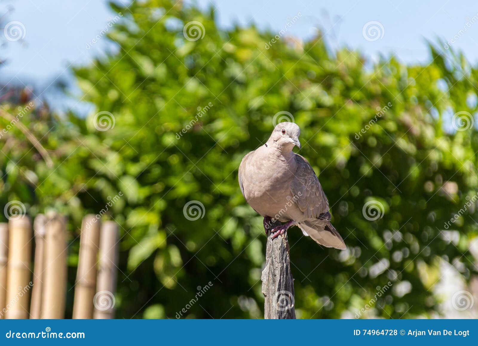 Eurasian collared dove stock photo. Image of dove, decaocto - 74964728