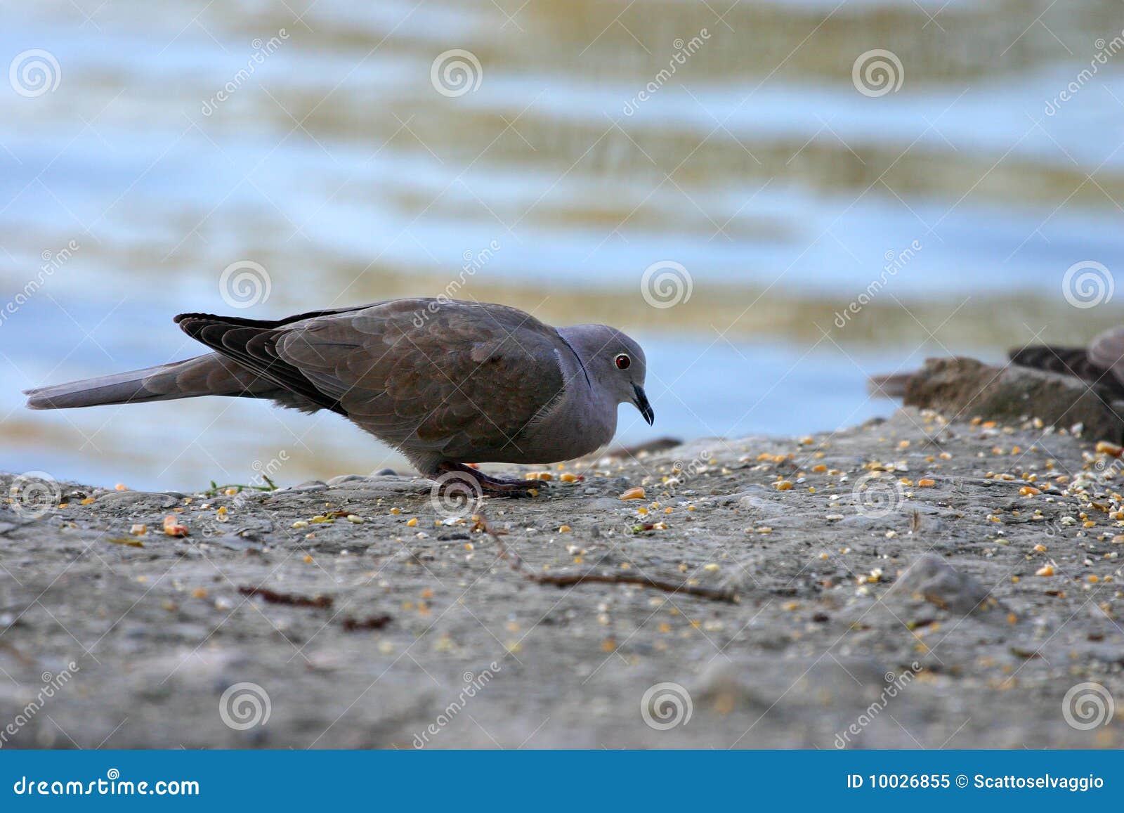 Eurasian Collared Dove (Streptopelia Decaocto) Stock Image - Image of ...