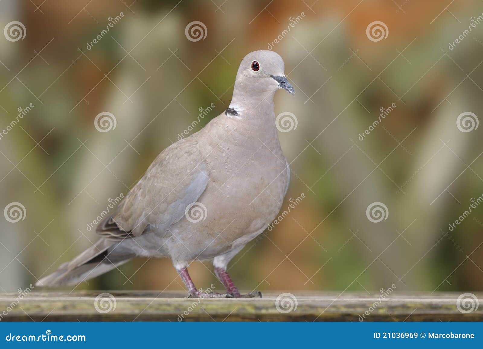Eurasian Collared Dove (Streptopelia Decaocto) Stock Image - Image of ...