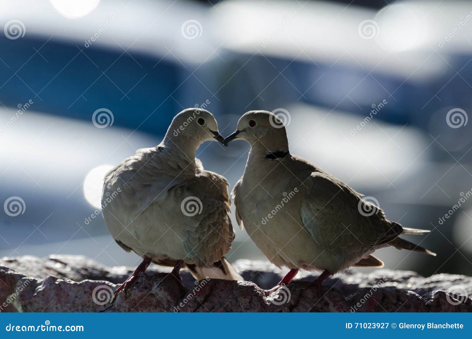Eurasian Collared Dove stock image. Image of eurasian - 71023927