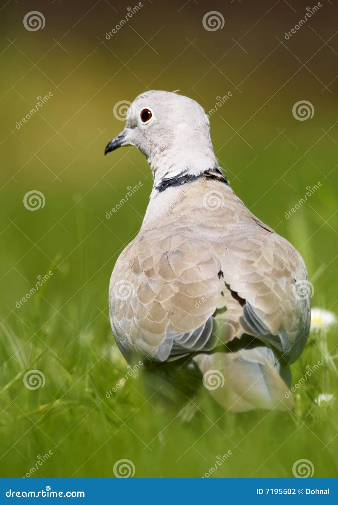 Eurasian Collared Dove (Streptopelia Decaocto) Stock Photo - Image of ...
