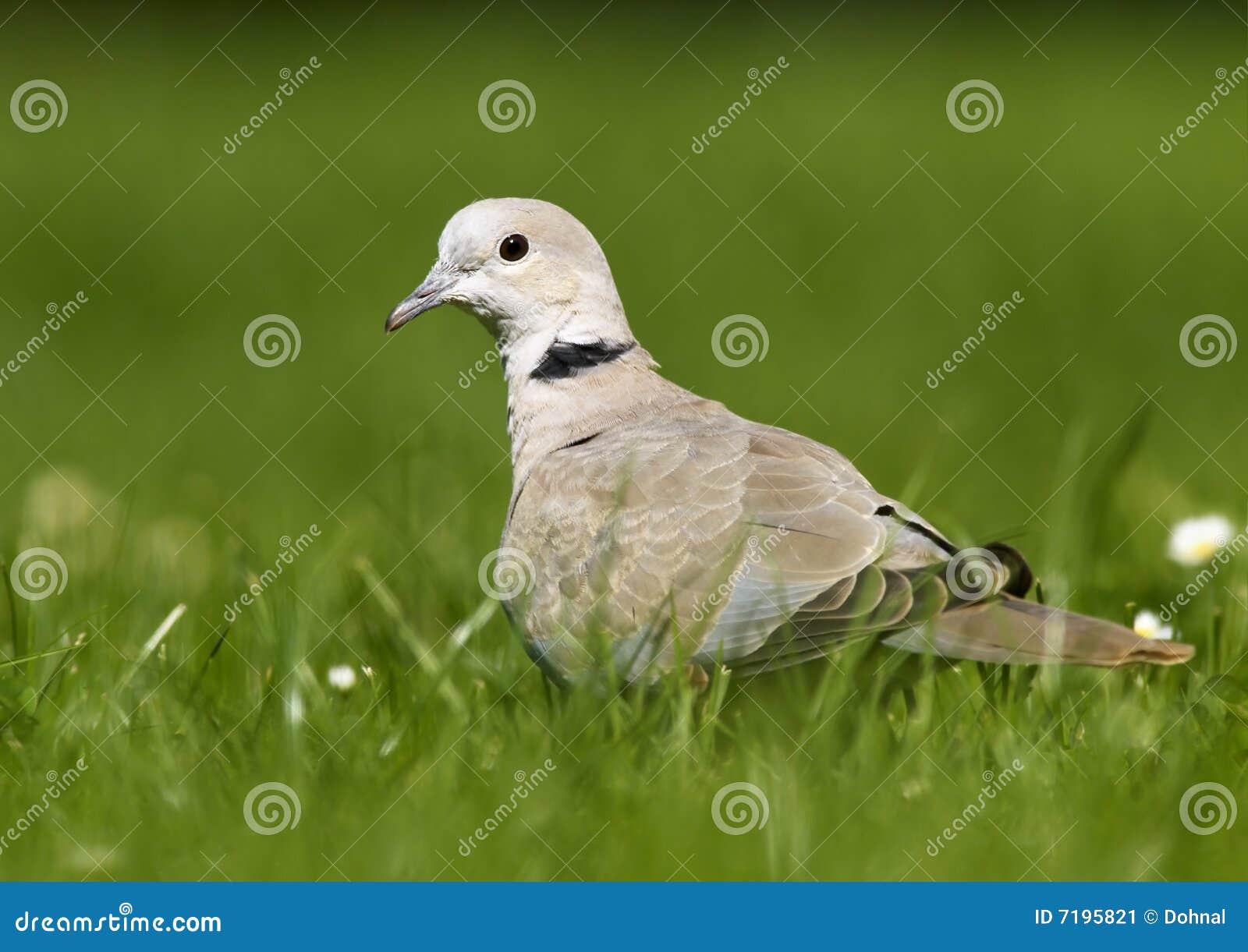 Eurasian Collared Dove (Streptopelia Decaocto) Stock Image - Image of ...