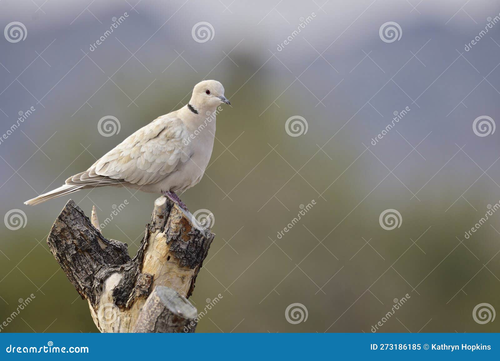 Eurasian Collared Dove Taking in the View Stock Image - Image of sights ...