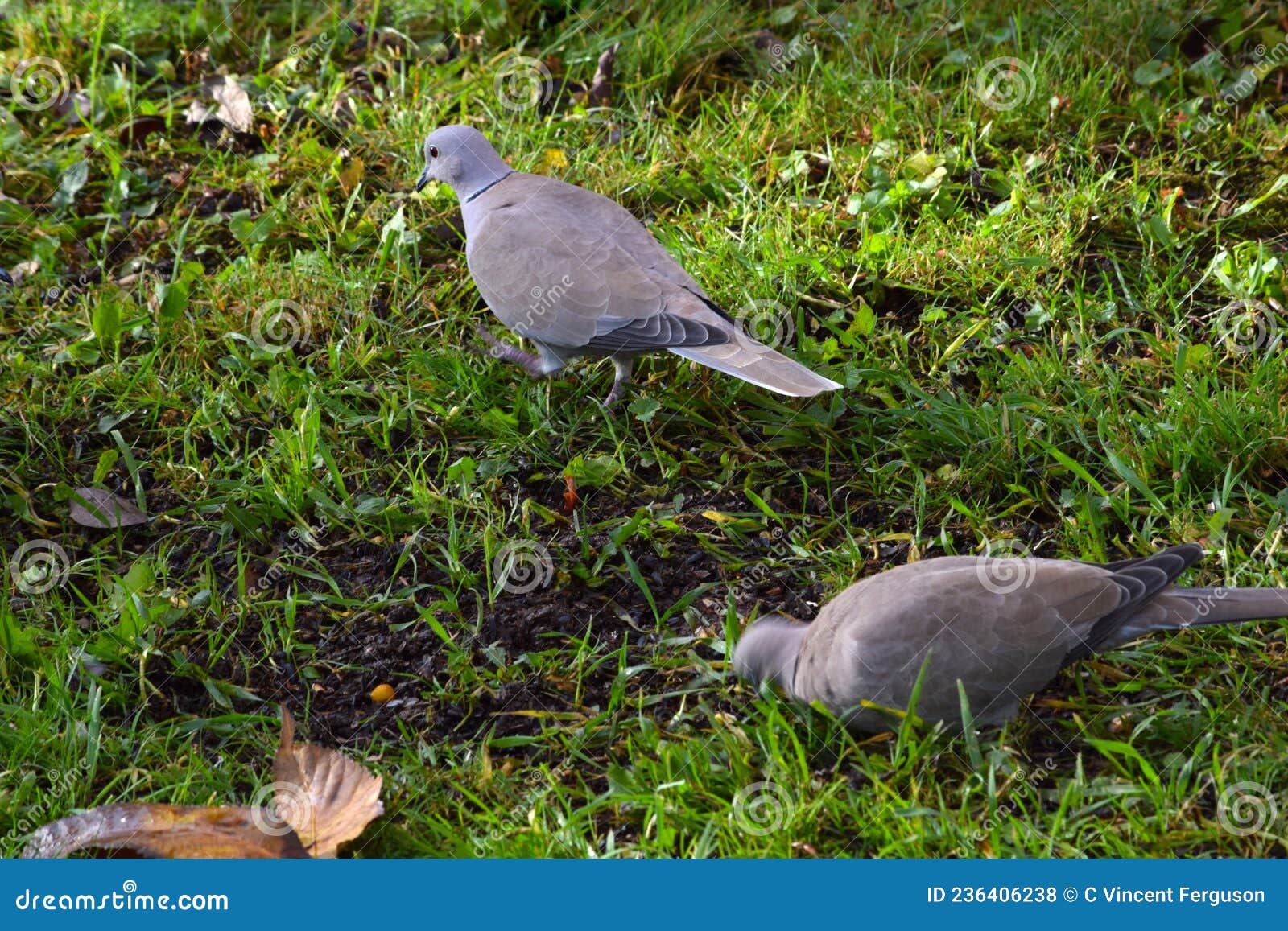 Eurasian Collared Turtle Doves 02 Stock Photo - Image of natural, urban ...