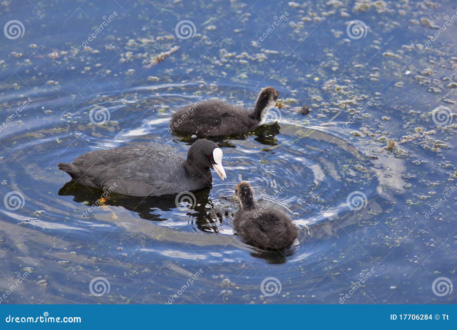 Eurasian Coot stock photo. Image of waterfowl, swim, birds - 17706284