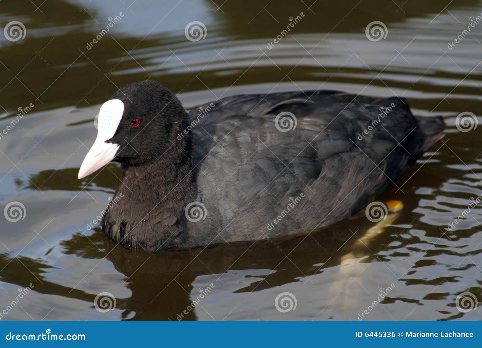 Eurasian Coot stock photo. Image of bird, duck, white - 6445336