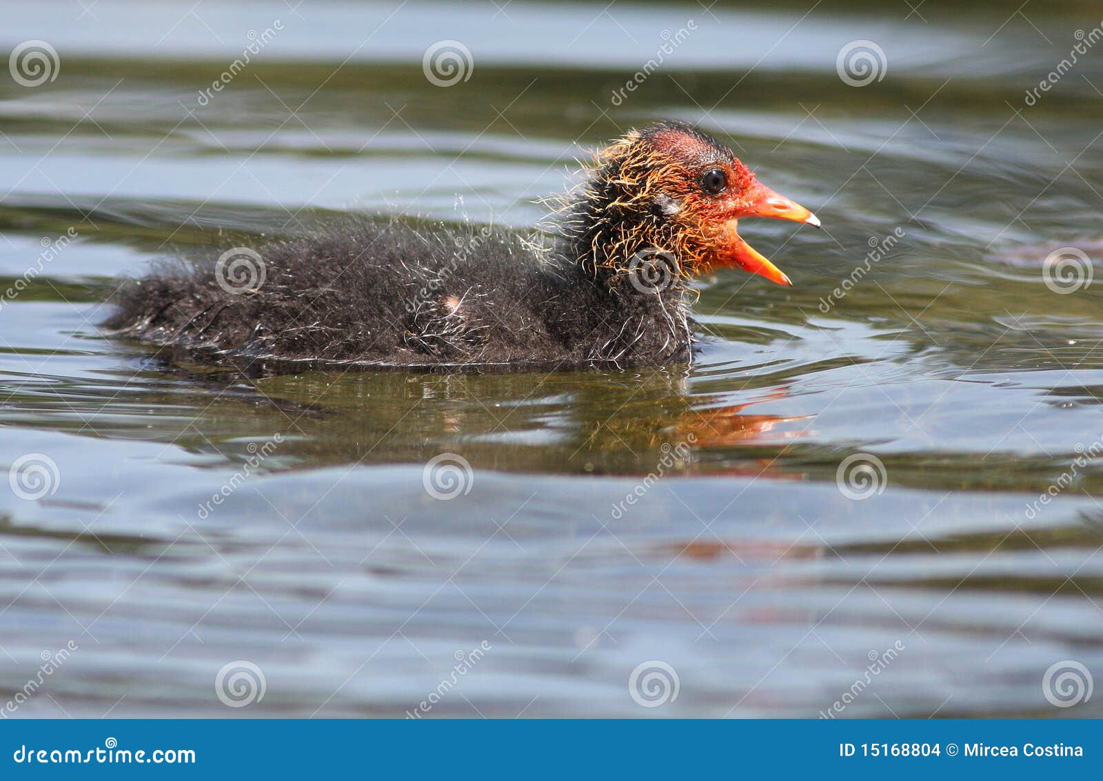 Eurasian Coot baby stock photo. Image of mother, outdoor - 15168804