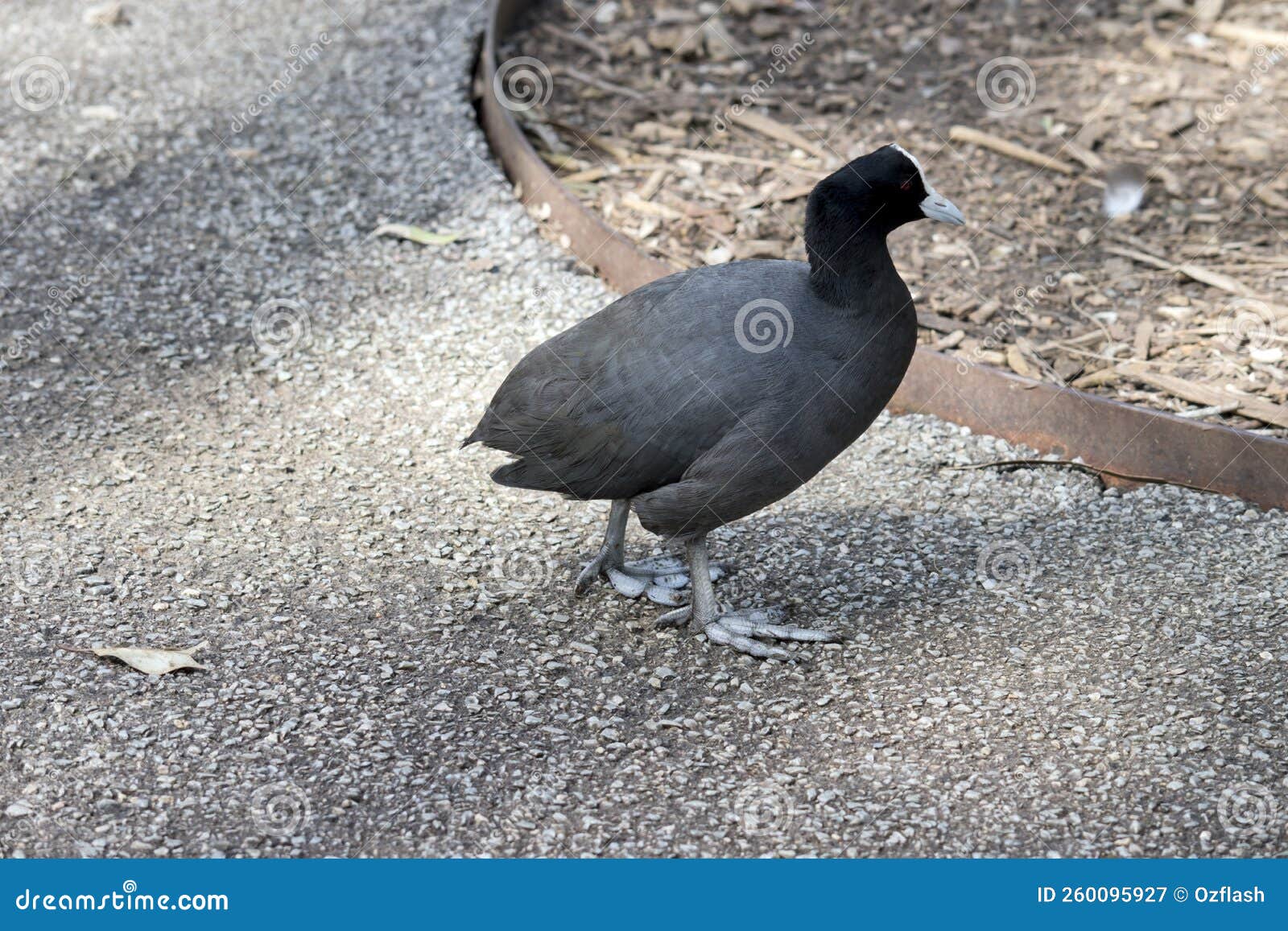 The Eurasian Coot is a Black Waterbird with a White Frontal Shield ...