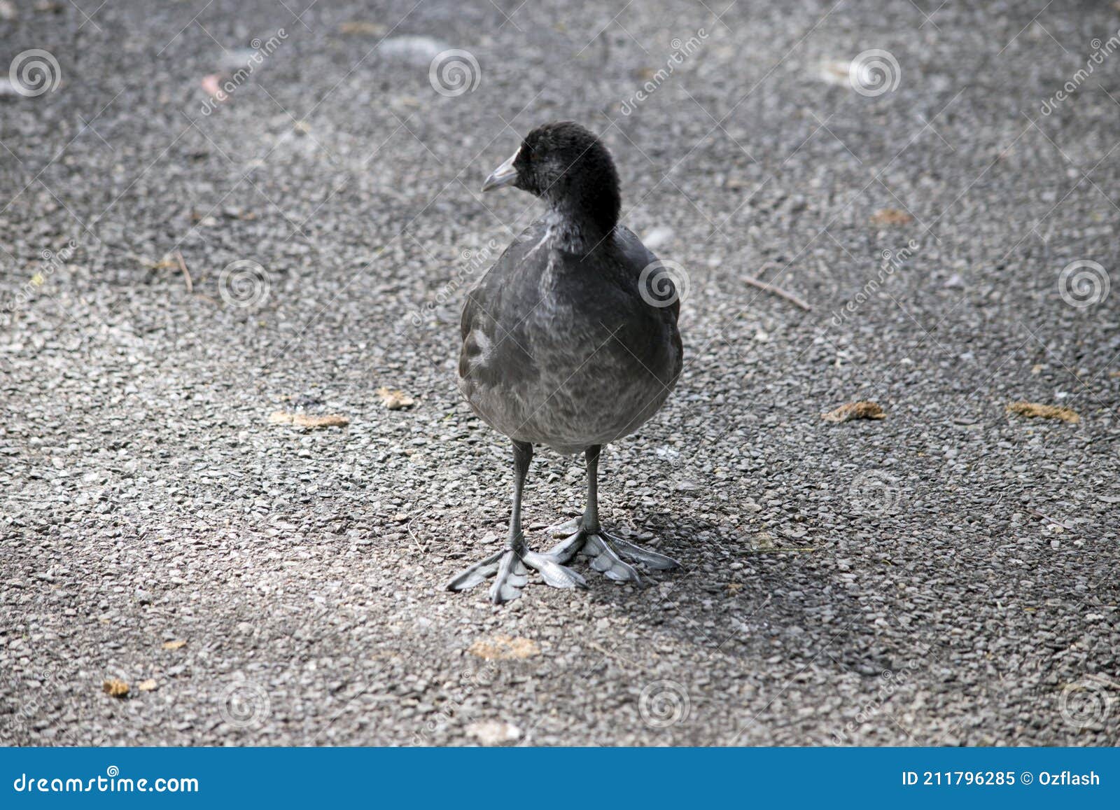 The Eurasian Coot Chick is Walking on the Path Stock Image - Image of ...
