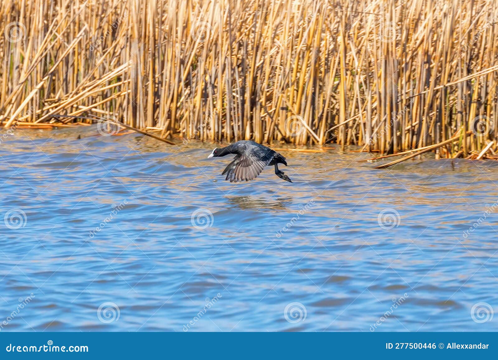 Eurasian Coot in Flight Over Water Stock Photo - Image of animal, coot ...