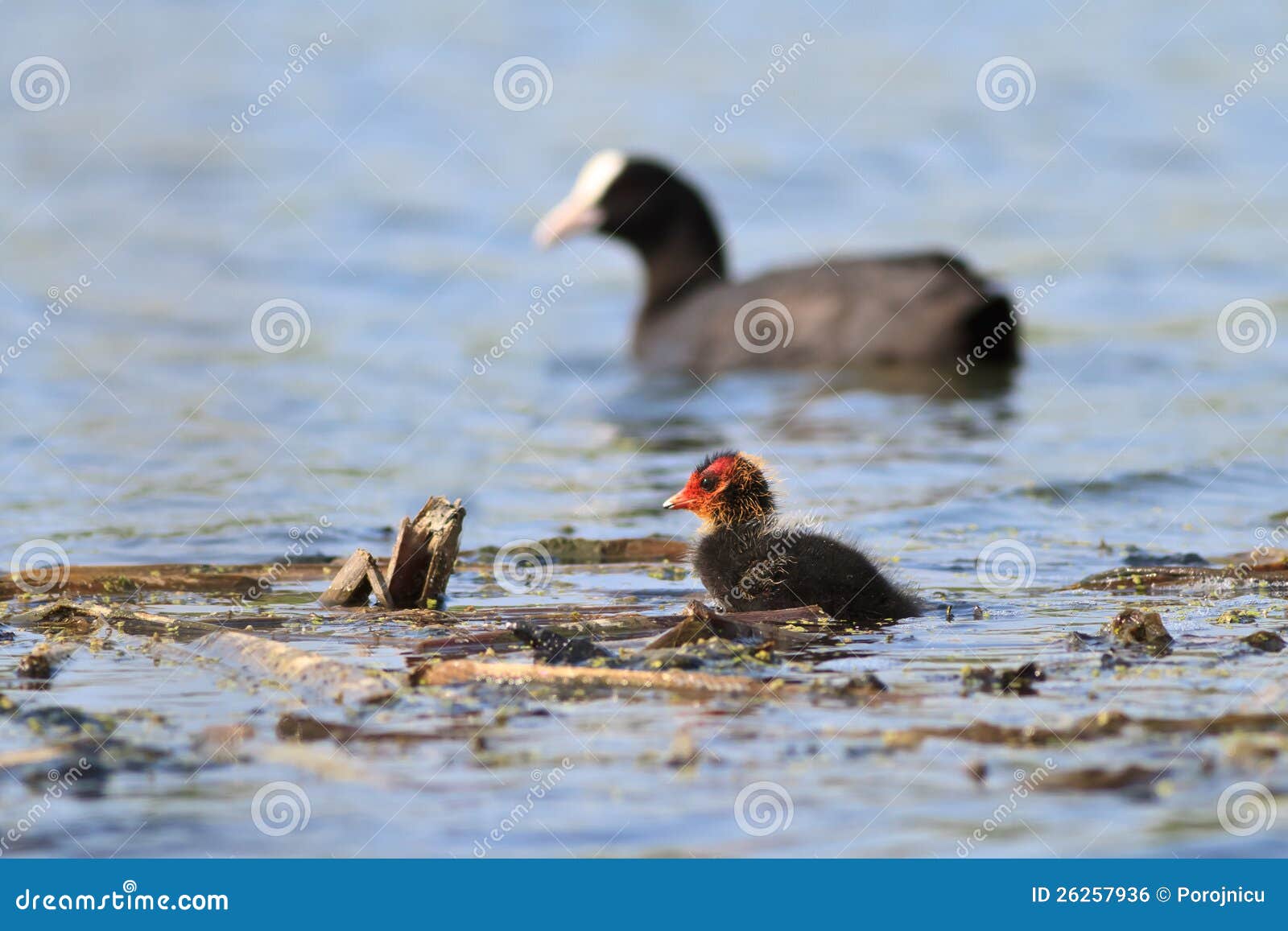 Eurasian Coot (Fulica Atra) Stock Photo - Image of black, atra: 26257936