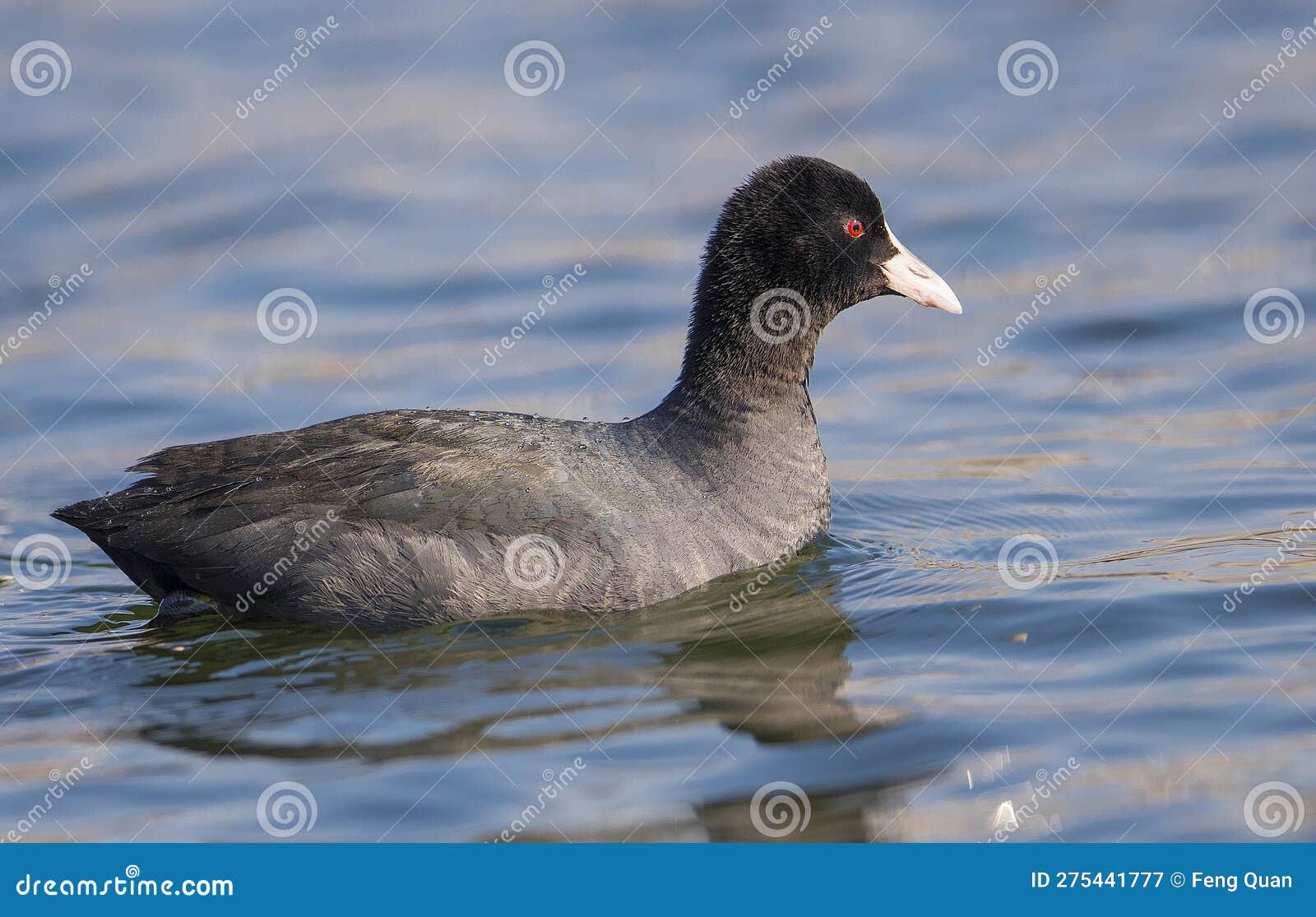 The Eurasian Coot (Fulica Atra),Common Coot Stock Image - Image of ...